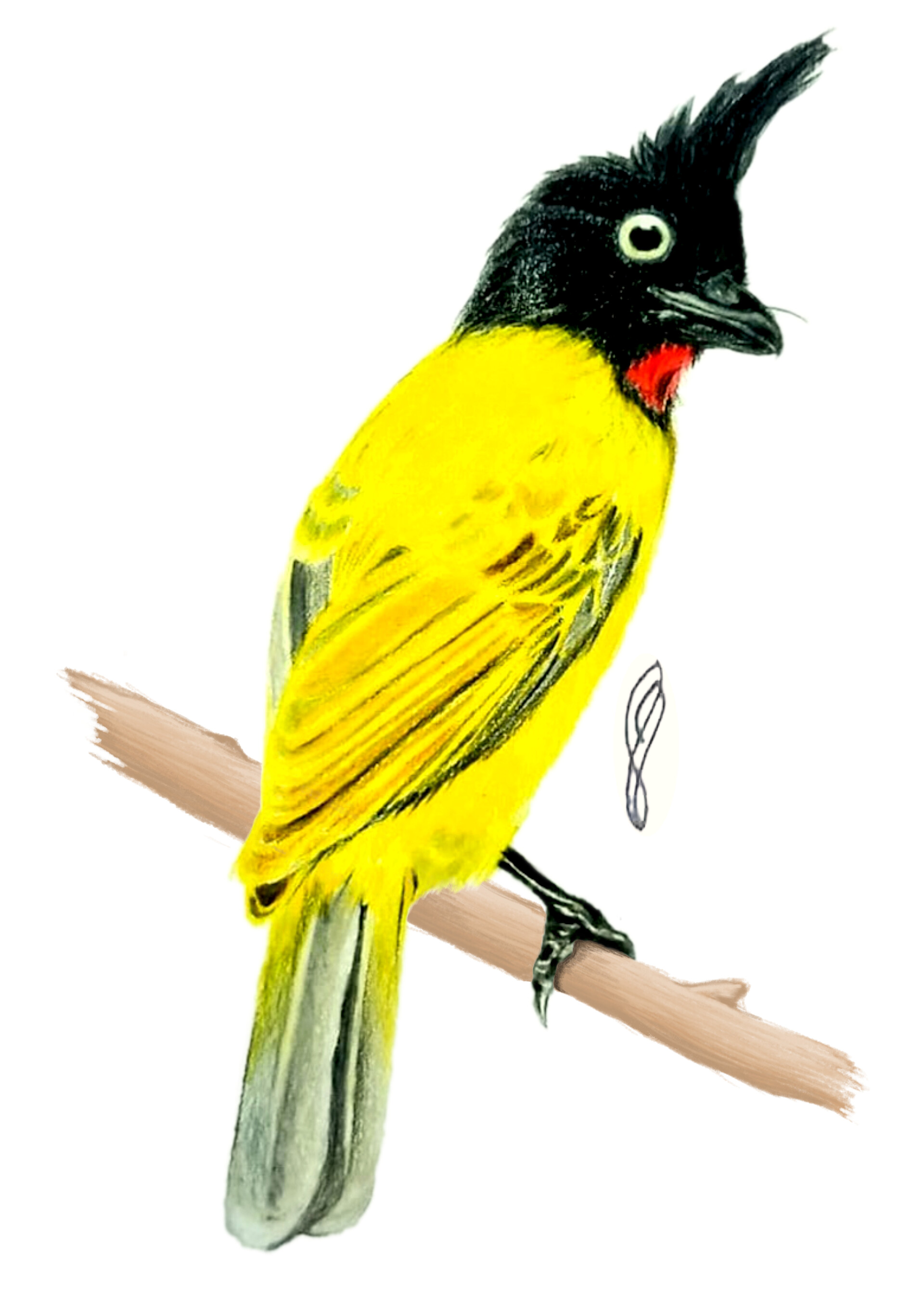 ArtStation - Black-headed Bulbul