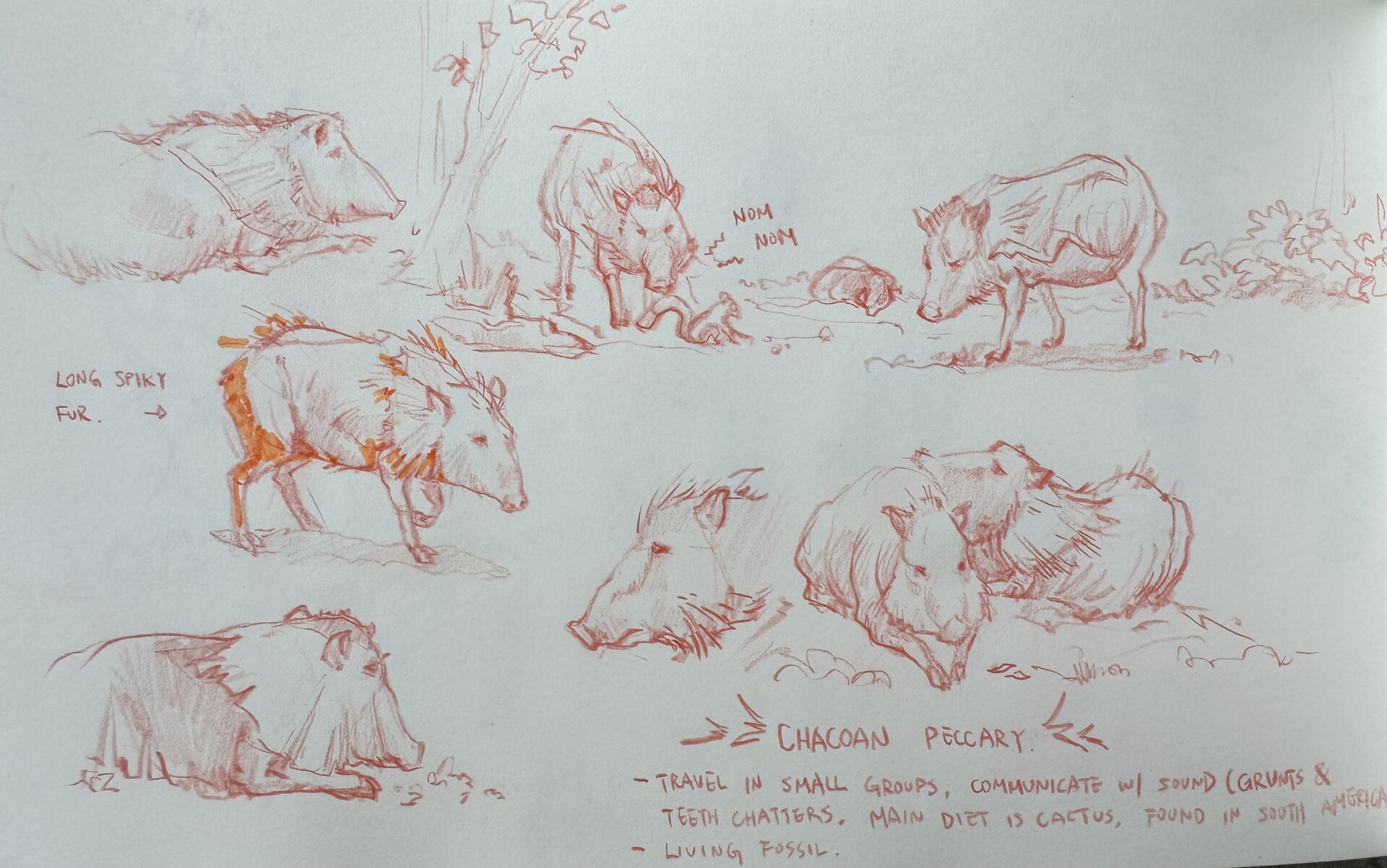 Ta Chien Yu - Zoo Live Sketch 4