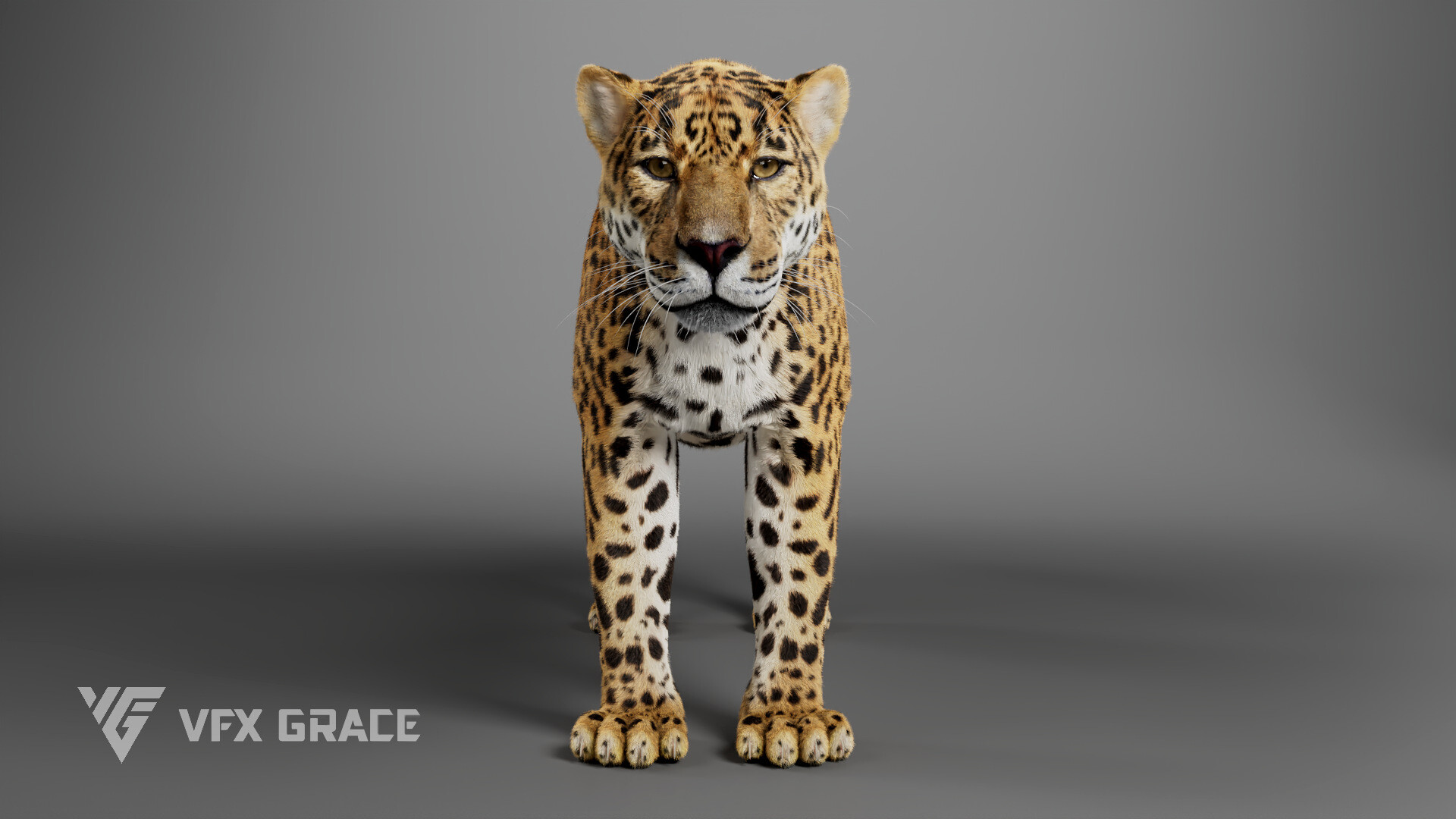 ArtStation - Panthera Onca - MAYA Character Asset