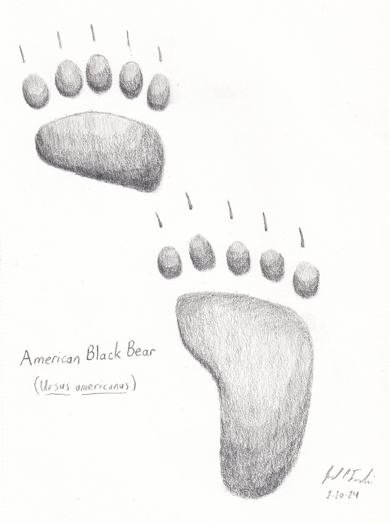 bear tracks drawing