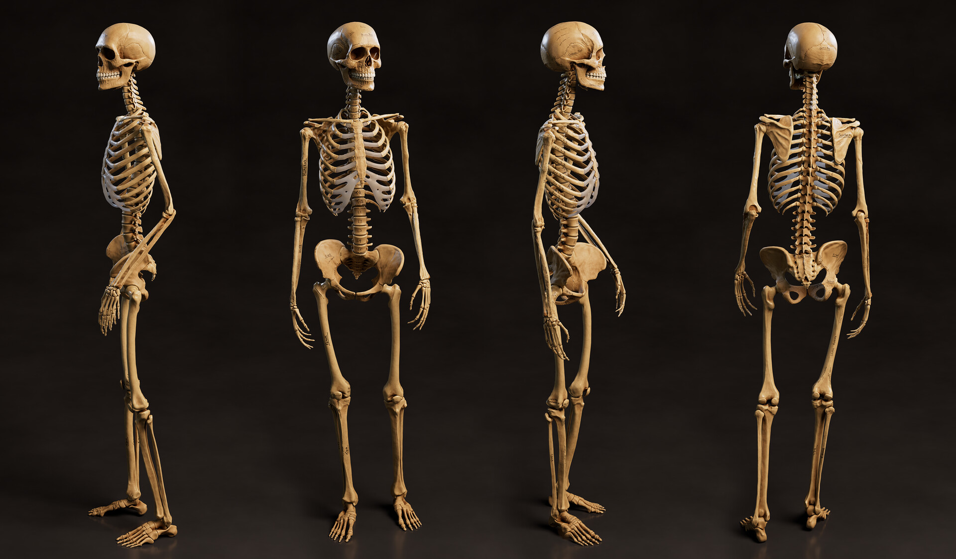 ArtStation - Anatomy Study - Human Skeleton, Female (Fully Labeled)