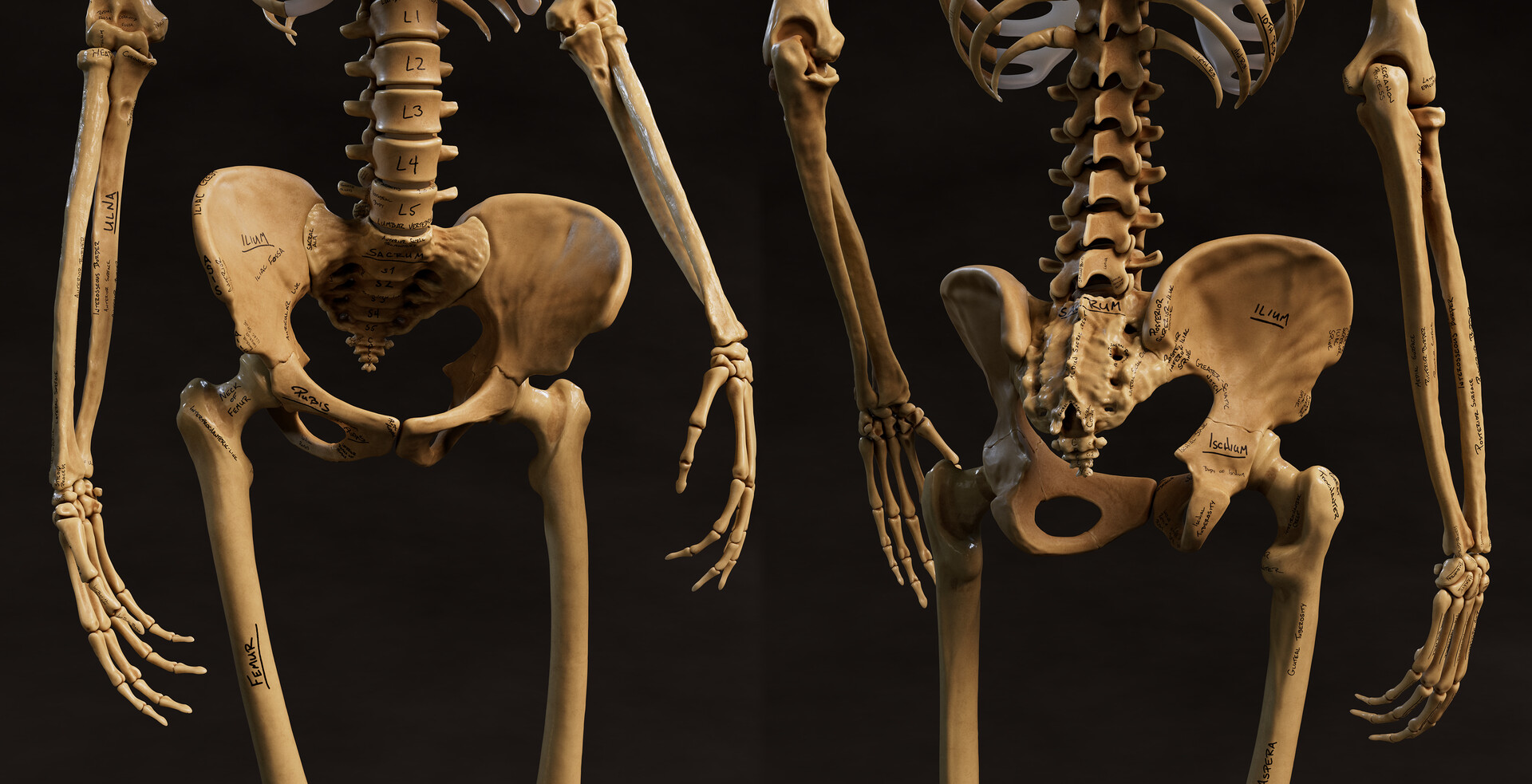 Jakob Hill - Anatomy Study - Human Skeleton, Female (Fully Labeled)