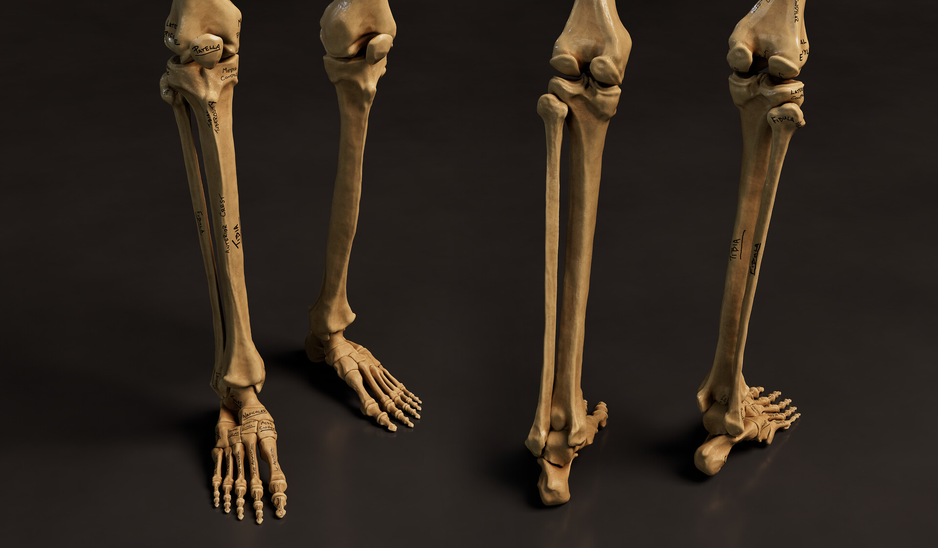 Jakob Hill - Anatomy Study - Human Skeleton, Female (Fully Labeled)