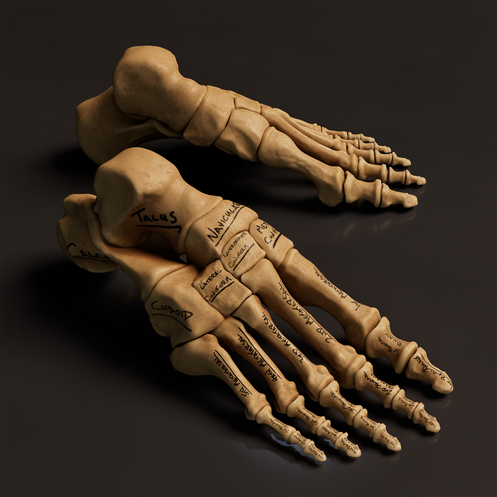 Jakob Hill - Anatomy Study - Human Skeleton, Female (Fully Labeled)