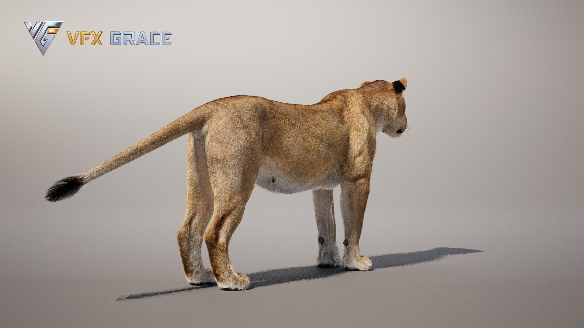 VFX models - Lioness Animated - UE Character Asset