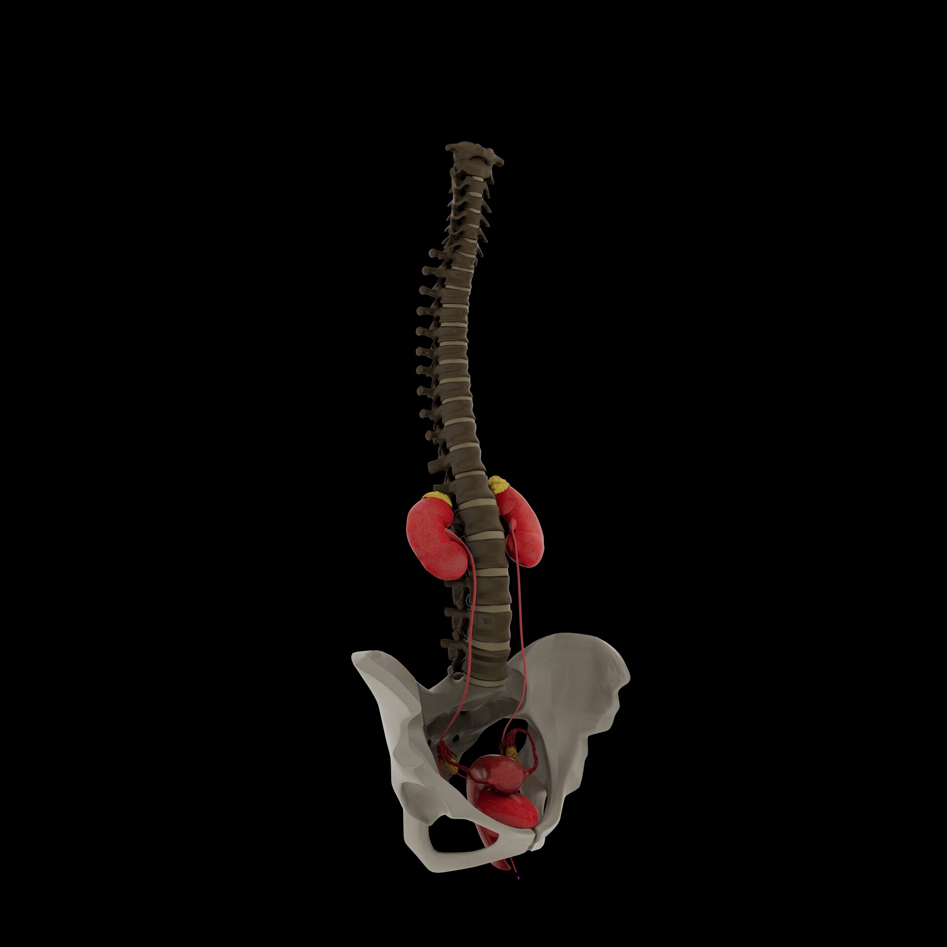 ArtStation - Urinary_Track