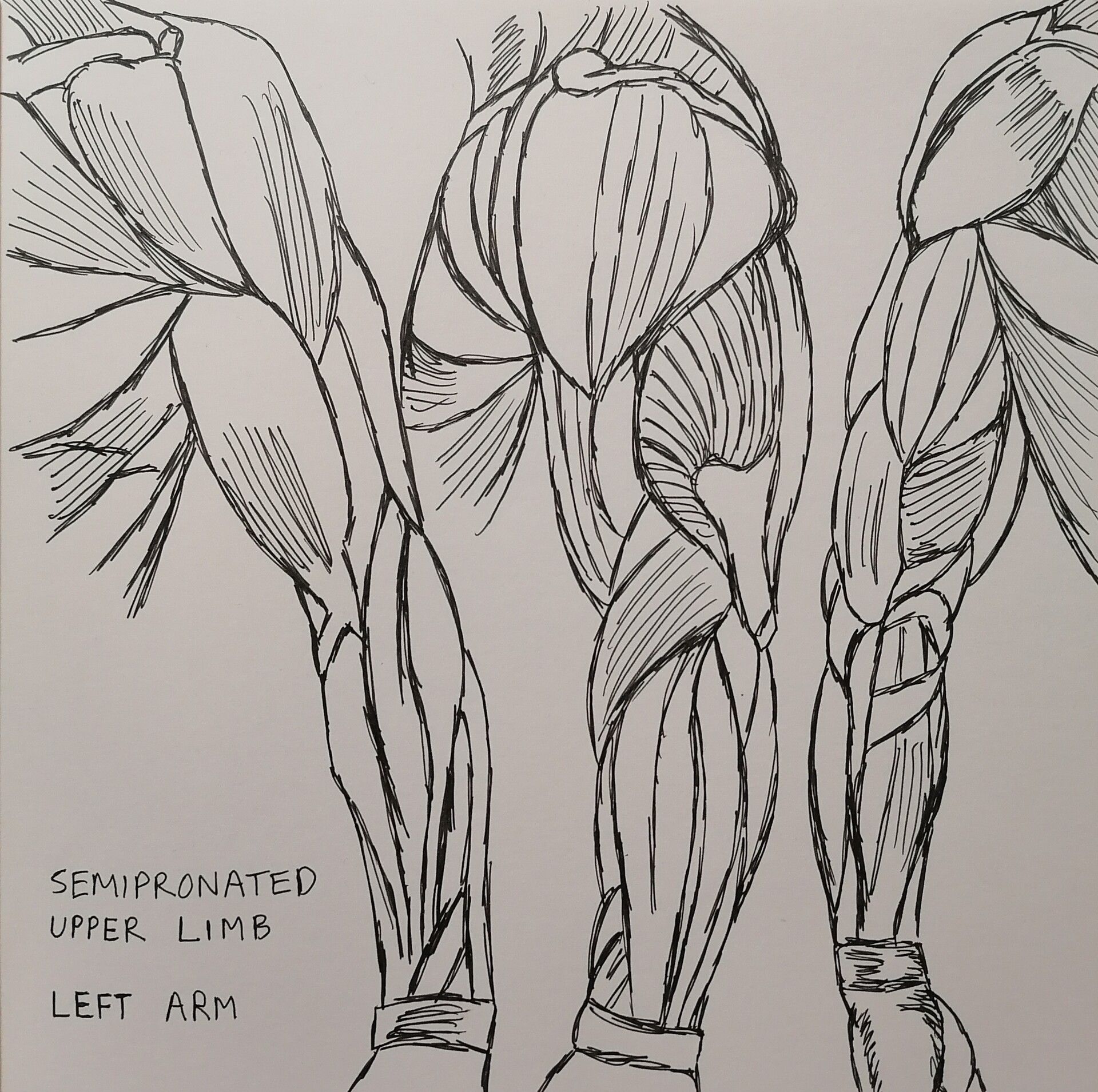ArtStation - Anatomy Studies