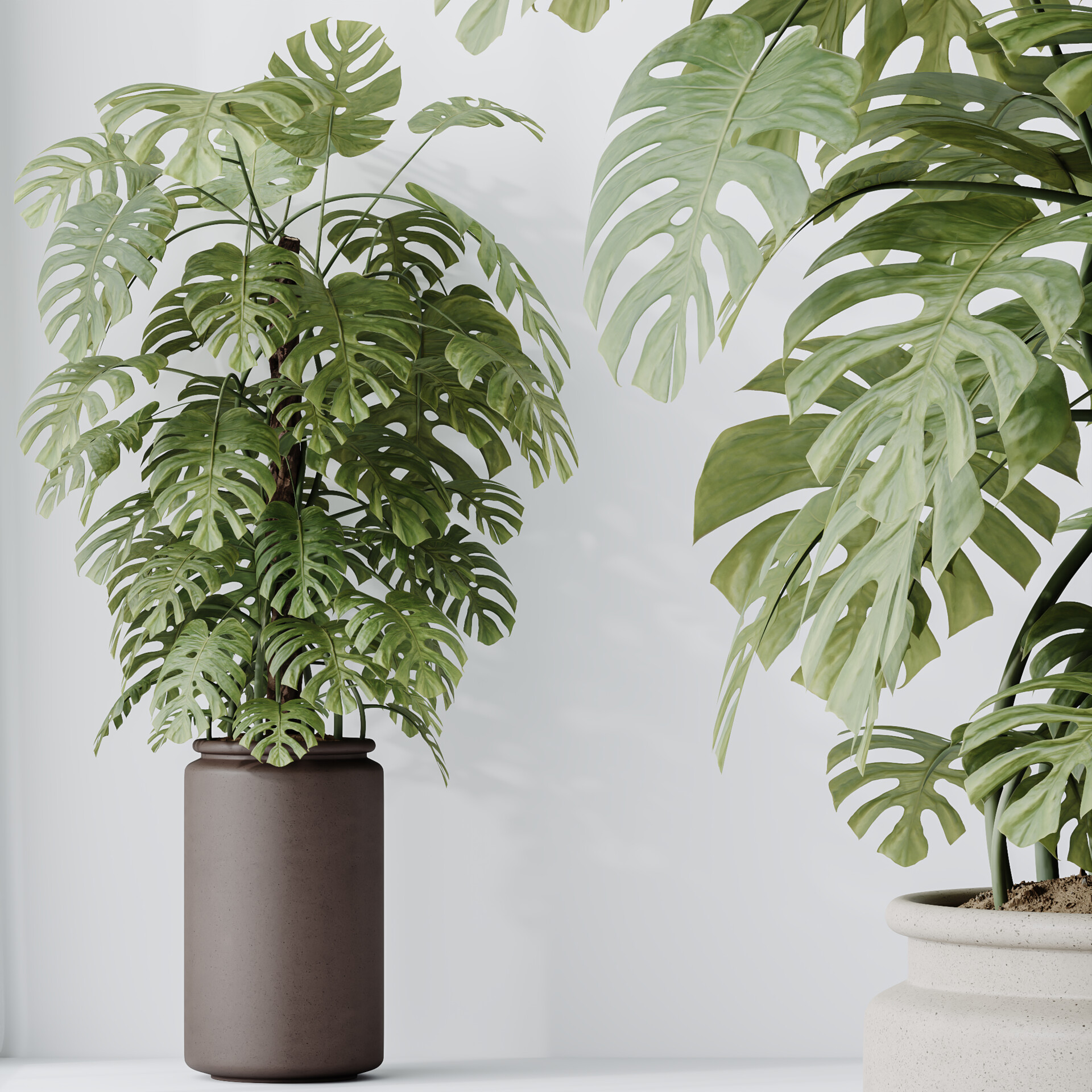 PANDORA Land - HQ HousePlants Elegant Monstera Deliciosa Large Leaf ...