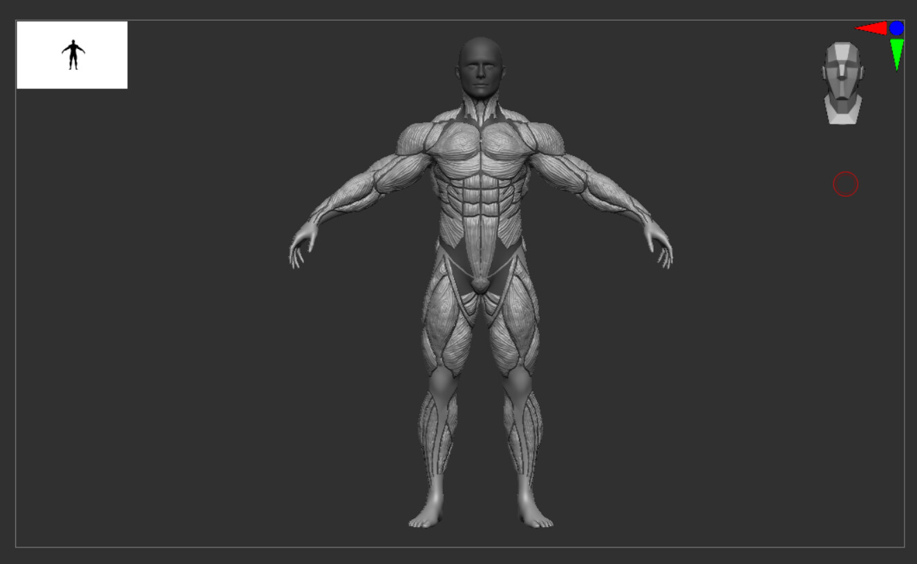 ArtStation - muscle system
