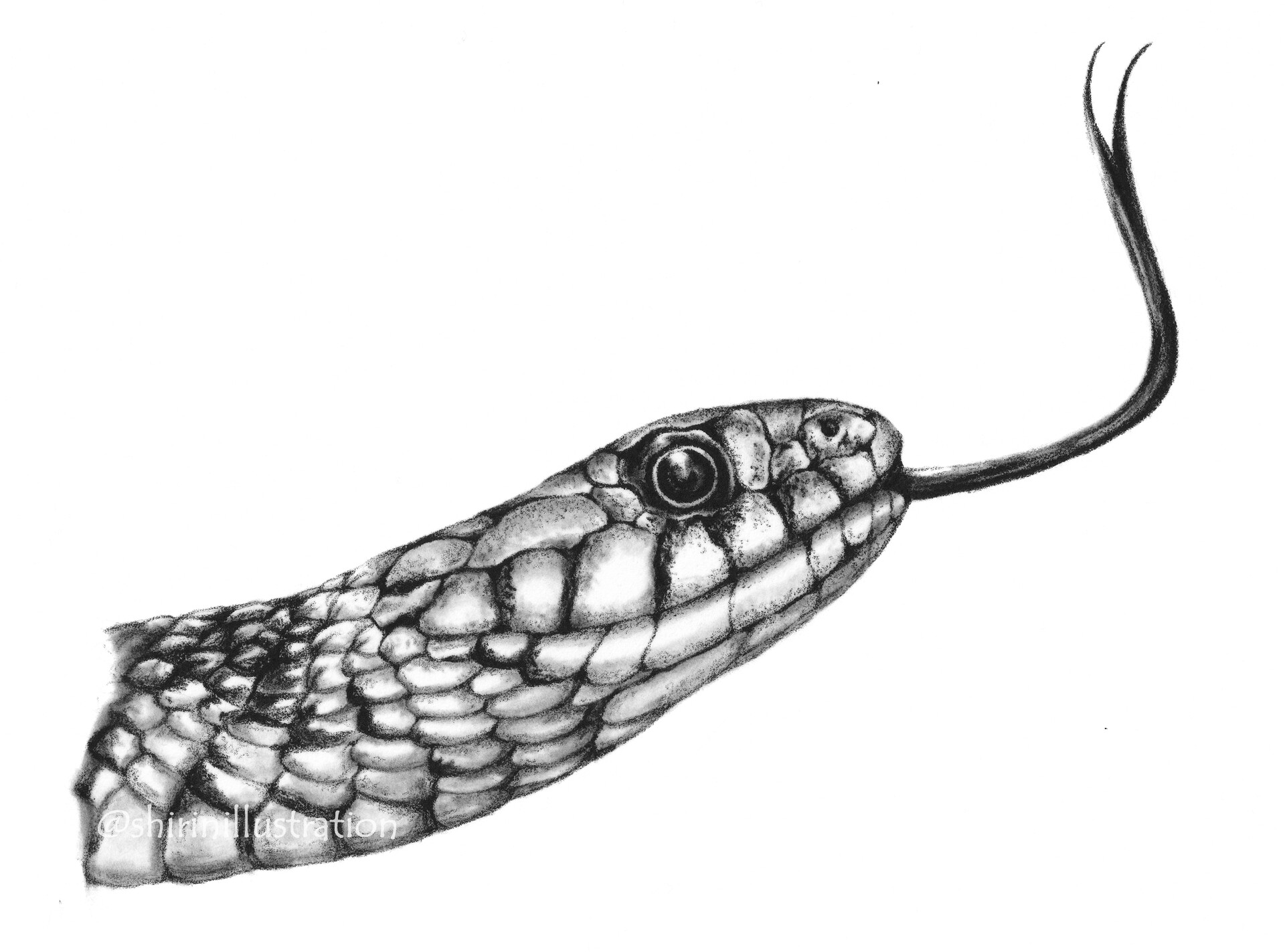 how to draw a grass snake