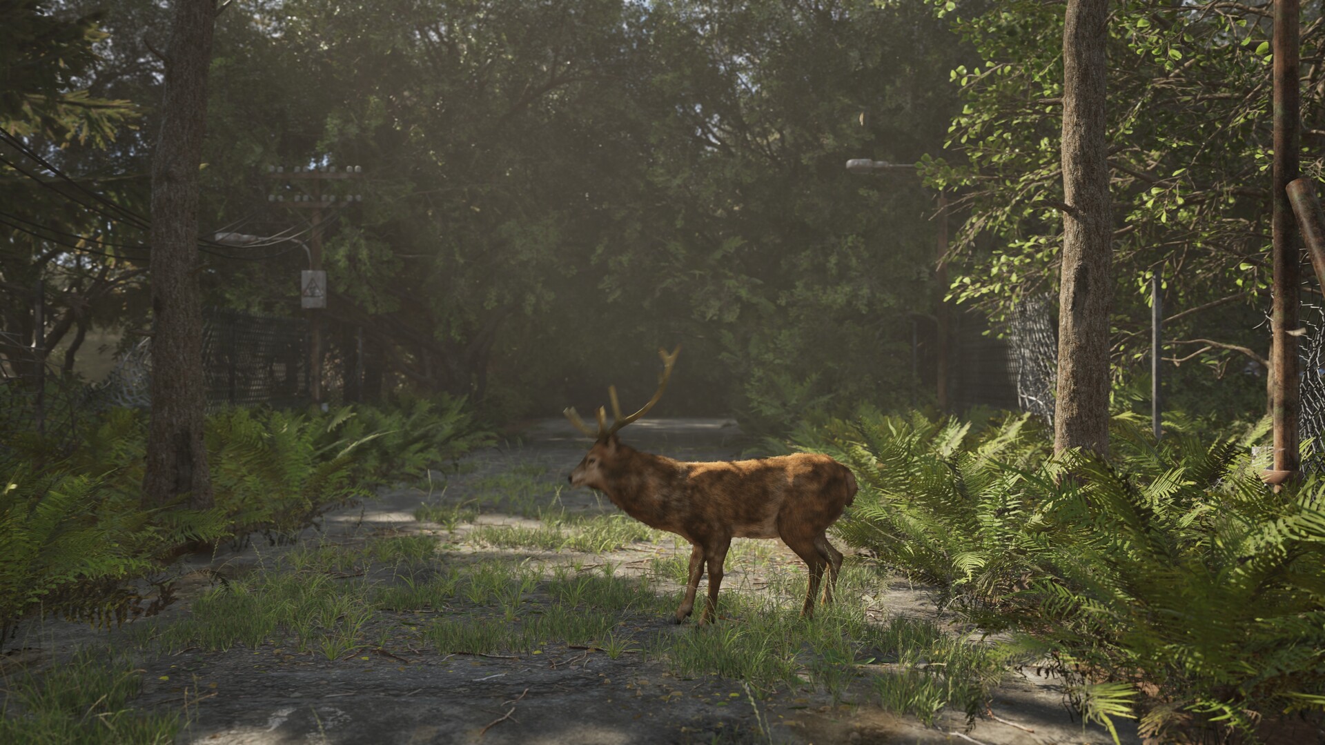 Darsh Gala Deep In The Wild