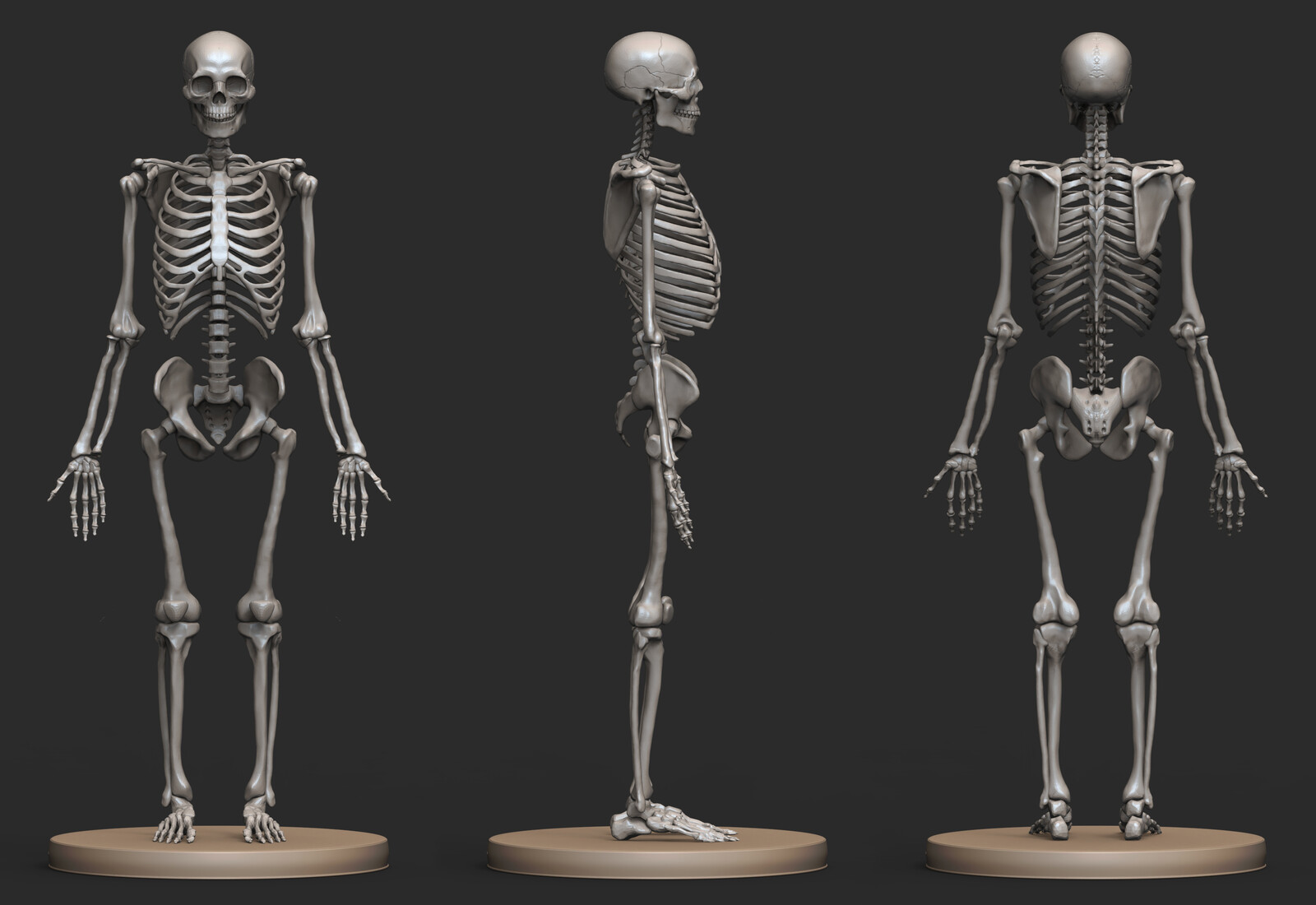 Anurag Singh - Male Anatomy Study