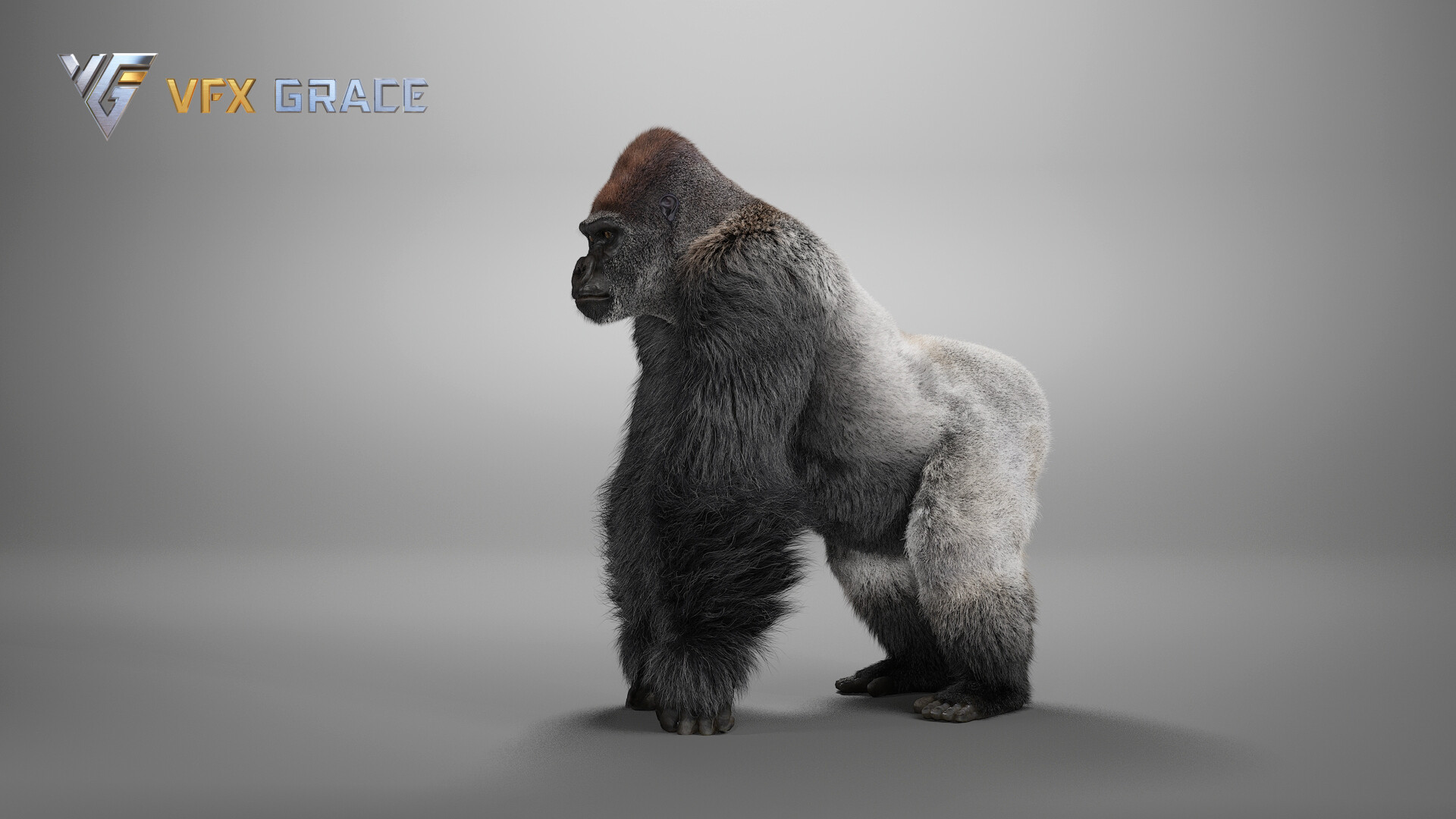 VFX models - Silverback Gorilla Animation - UE Character Asset