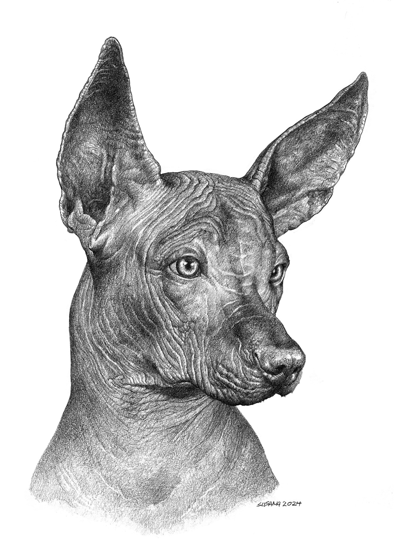 ArtStation - Xoloitzcuintle Head Study