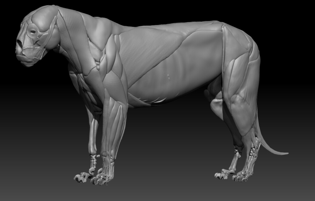 ArtStation - Creature anatomy