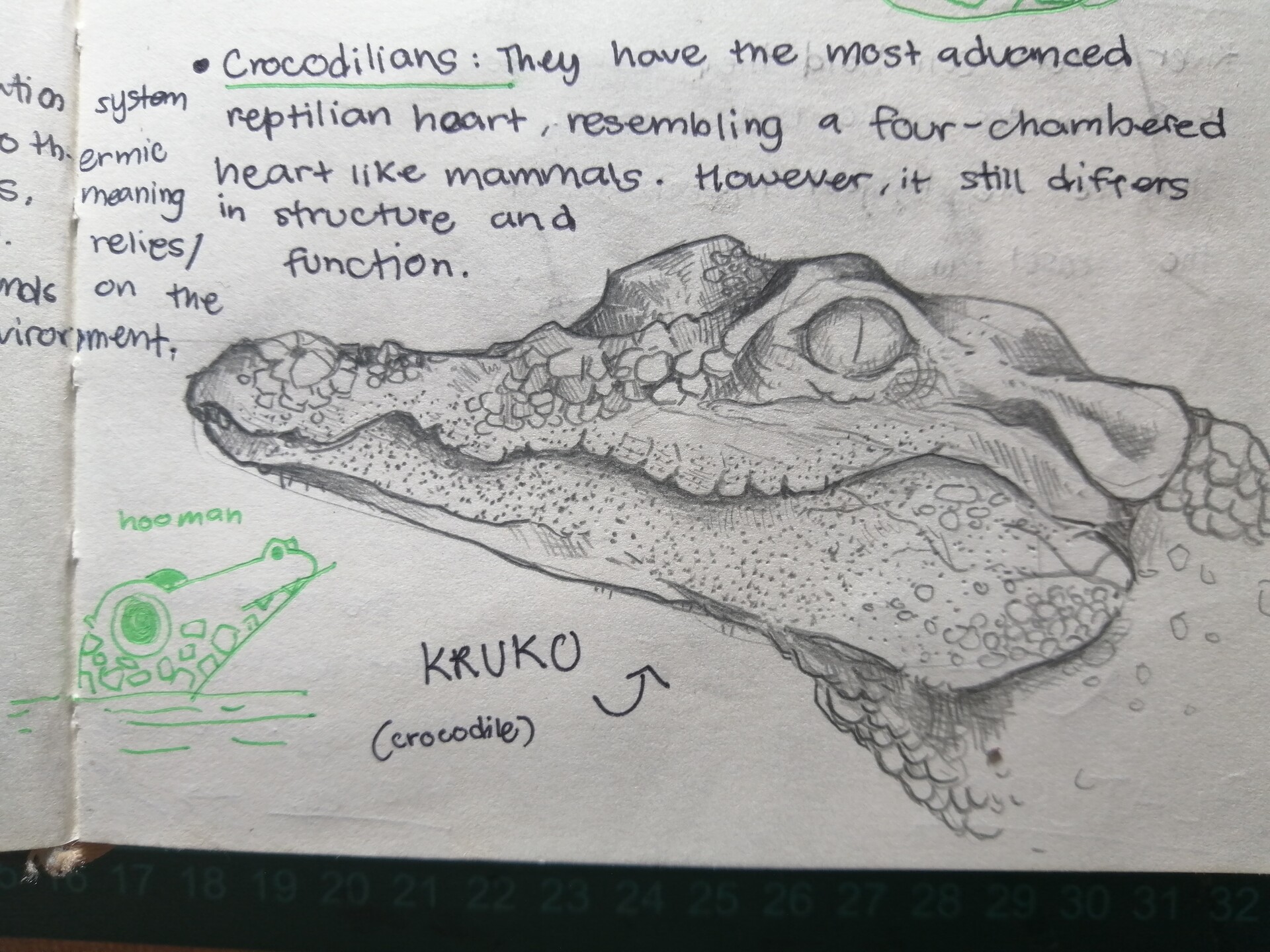 ArtStation - Reptiles