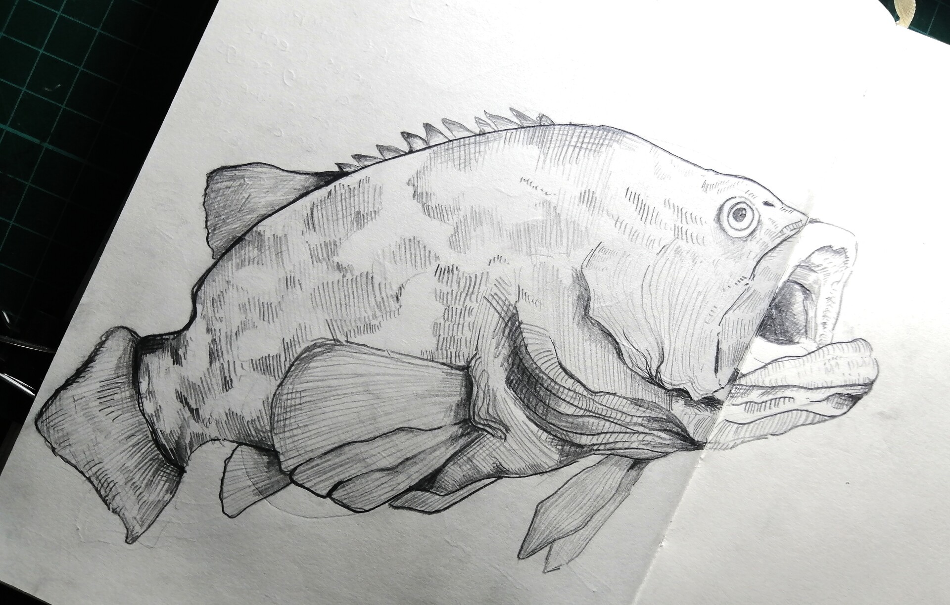 ArtStation - Grouper