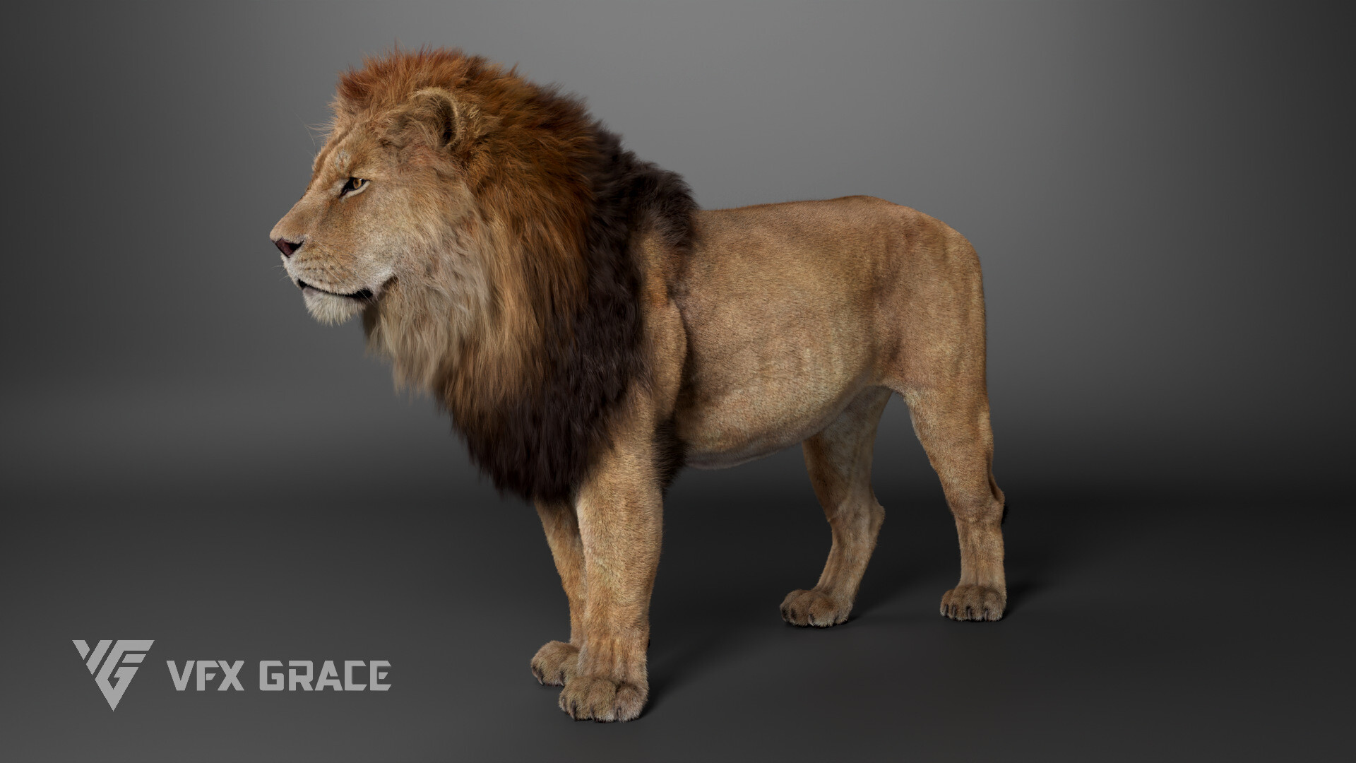 VFX models - Lion - MAYA Character Asset