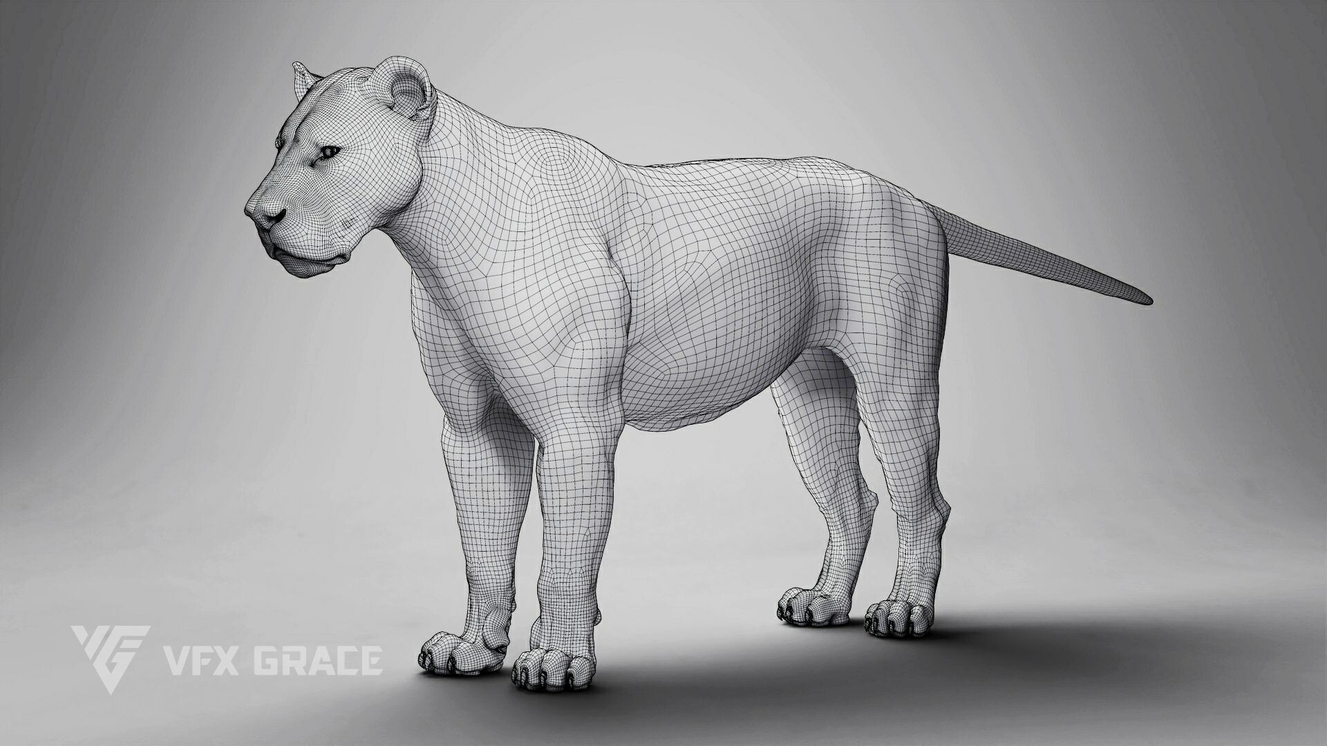 VFX models - Lion - MAYA Character Asset