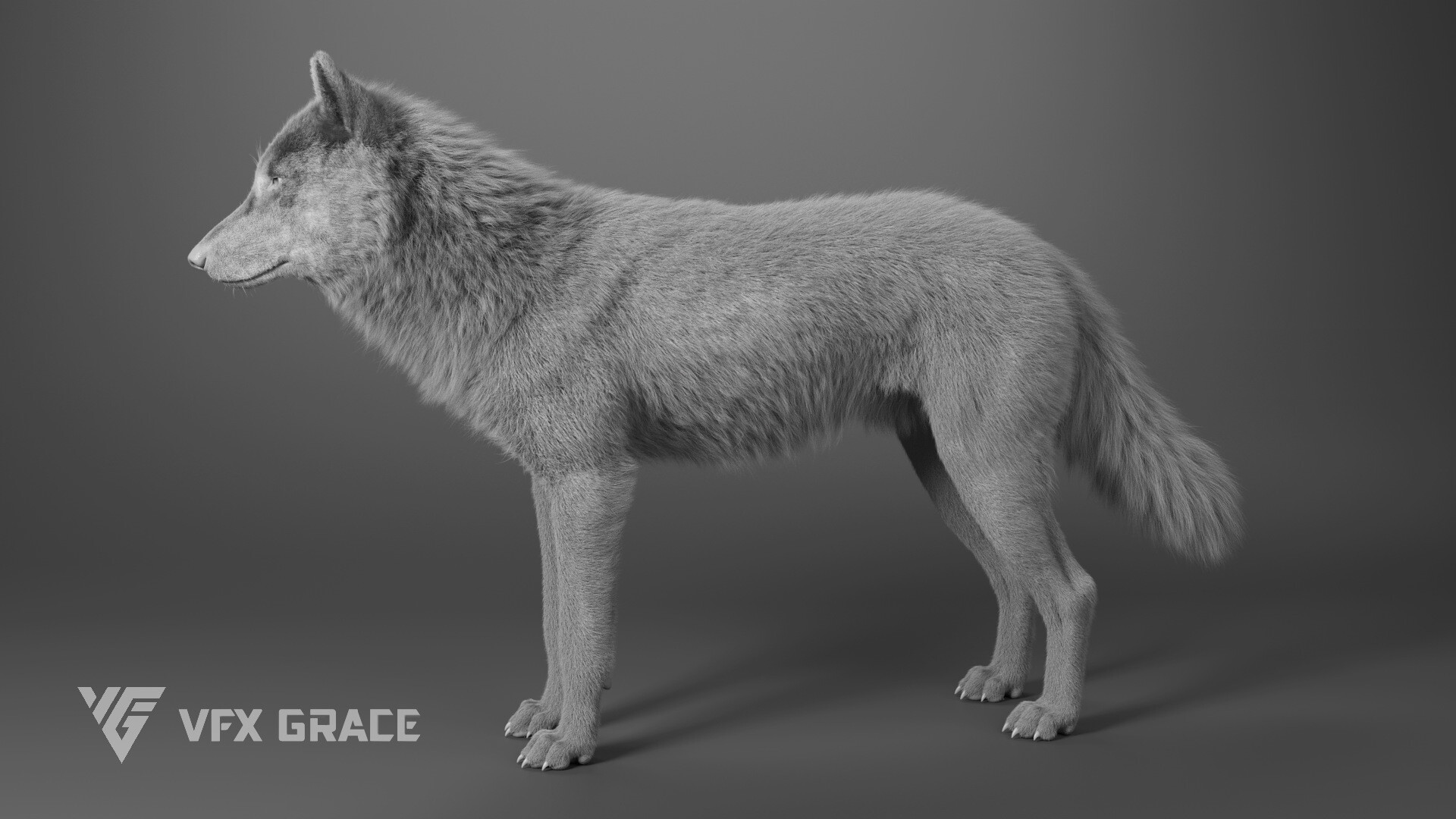 VFX models - Wolf Animated - MAYA Character Asset