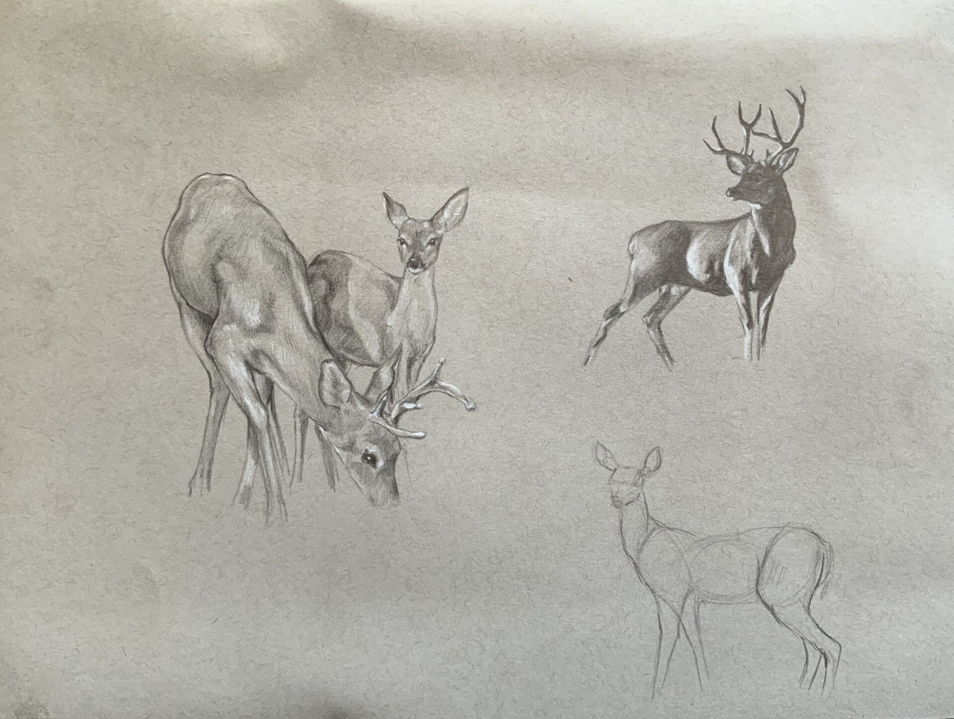 ArtStation - Deer study