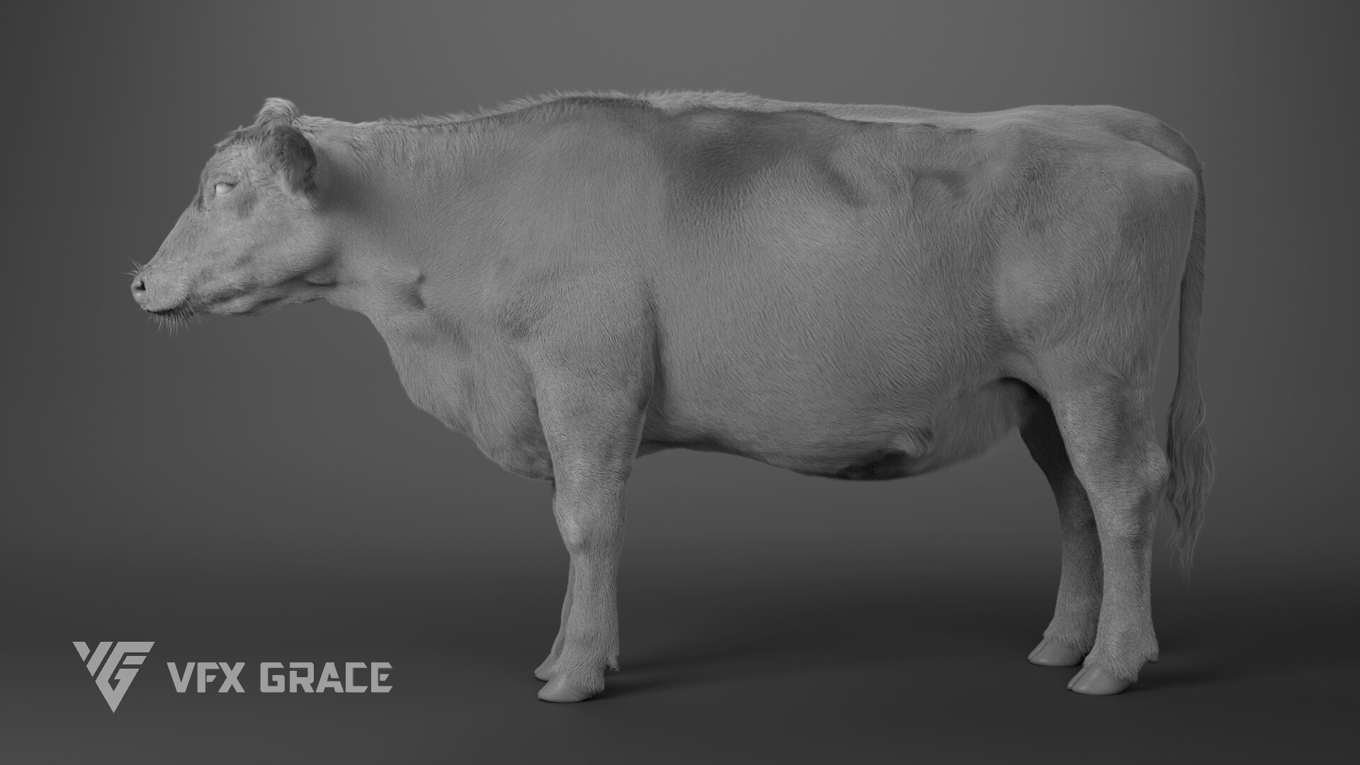 VFX models - Black Cattle Rig - MAYA Character Asset
