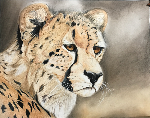 Kayla Bachmeier - Animal Portraits