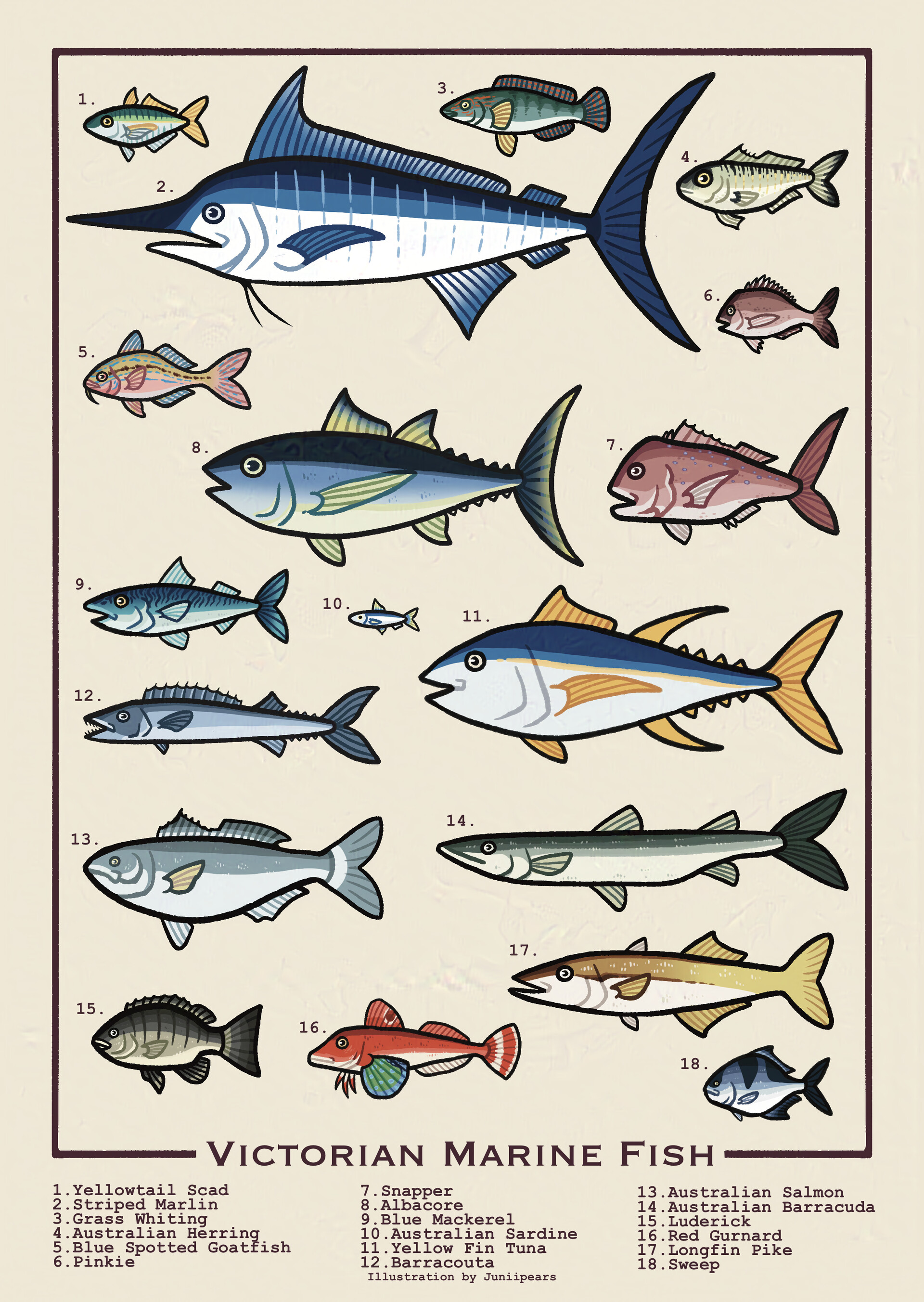 ArtStation - [Print] Victorian Marine Fish