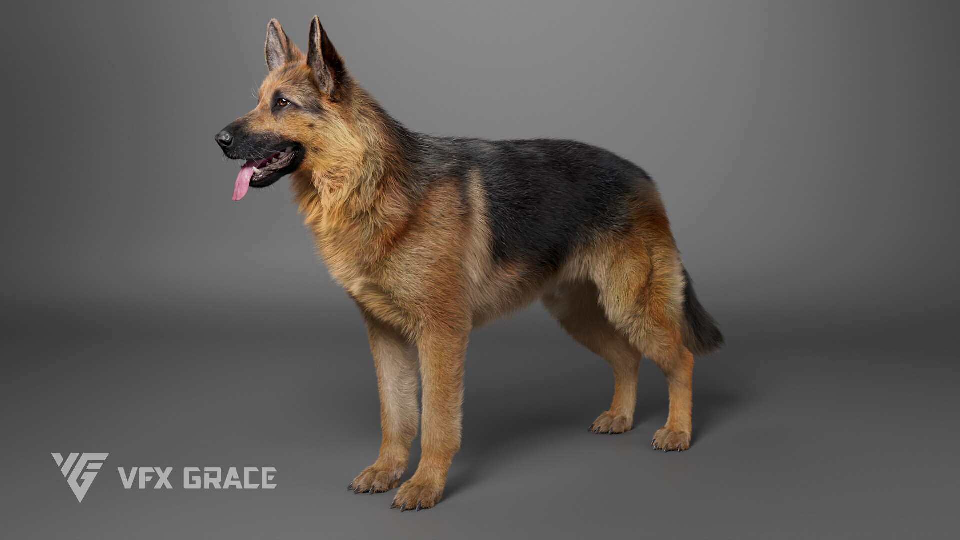 VFX models - German Shepherd Animation - MAYA Character Asset