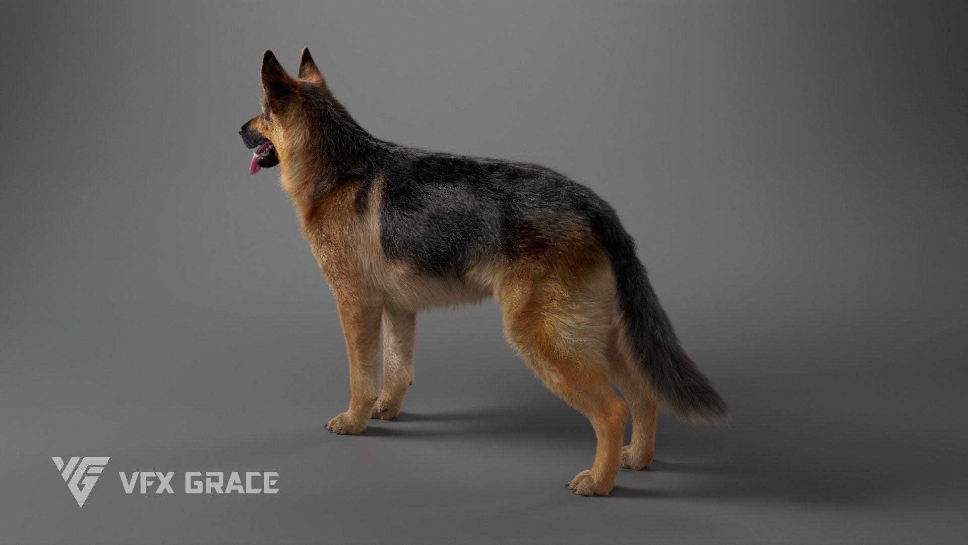VFX models - German Shepherd Animation - MAYA Character Asset