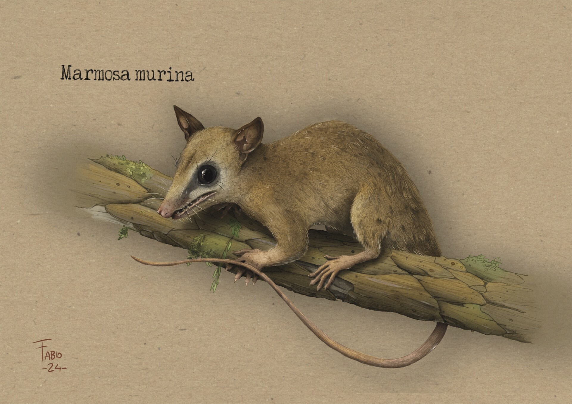 ArtStation - Marsupials