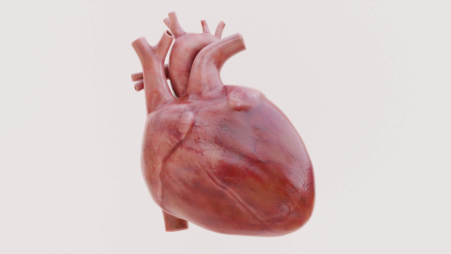 Michael Bescec - Human Heart Animated 3D Model
