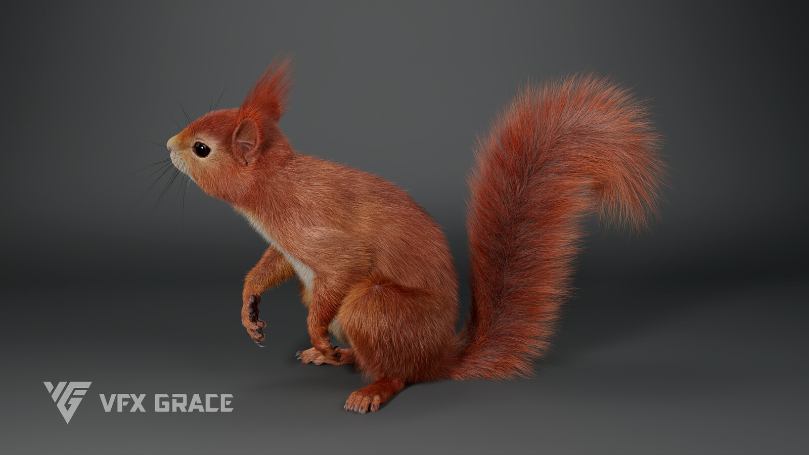 VFX models - Red Squirrel Summer Animated - MAYA Character Asset