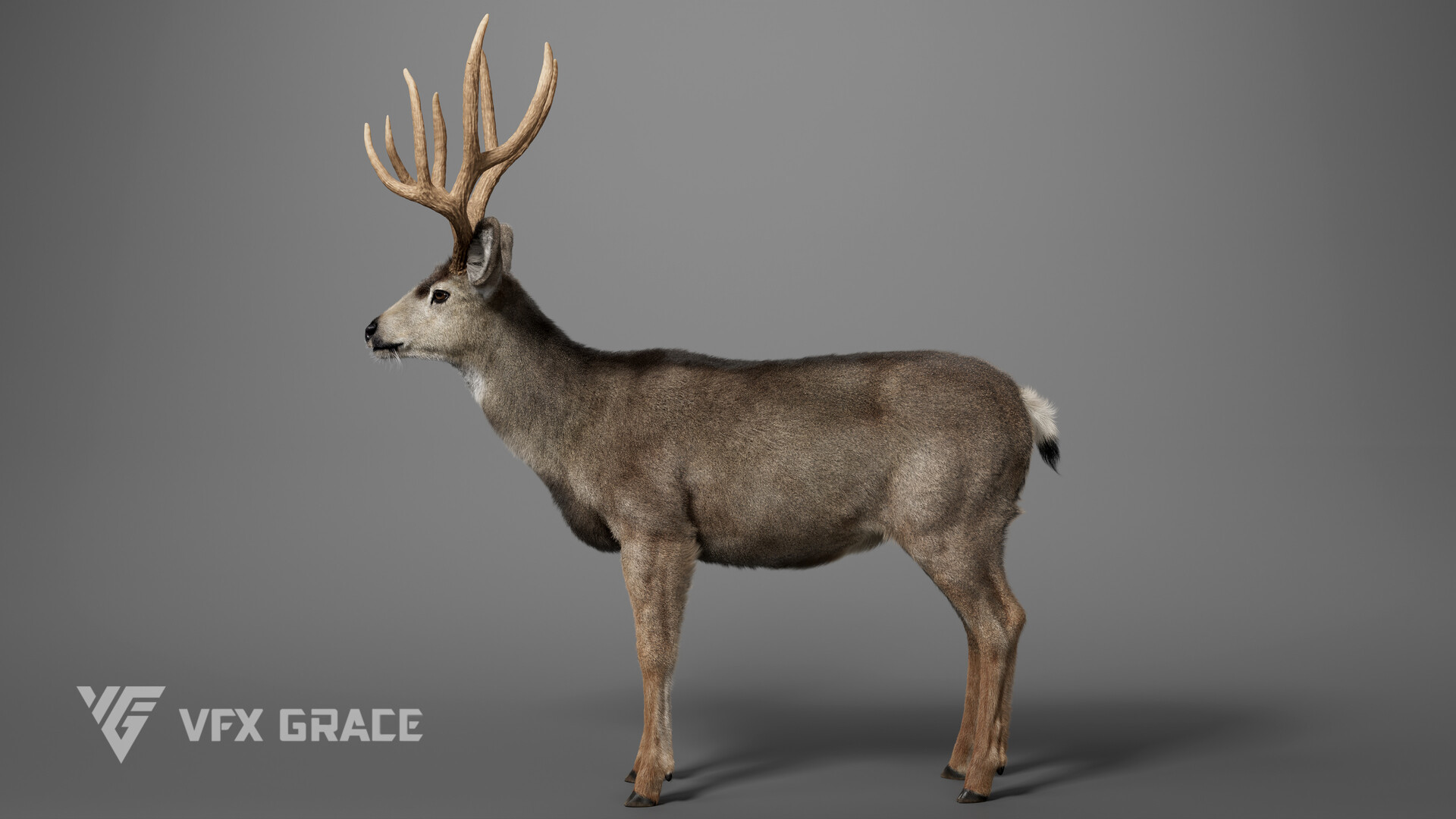 VFX models - Mule Deer Animated - MAYA Character Asset