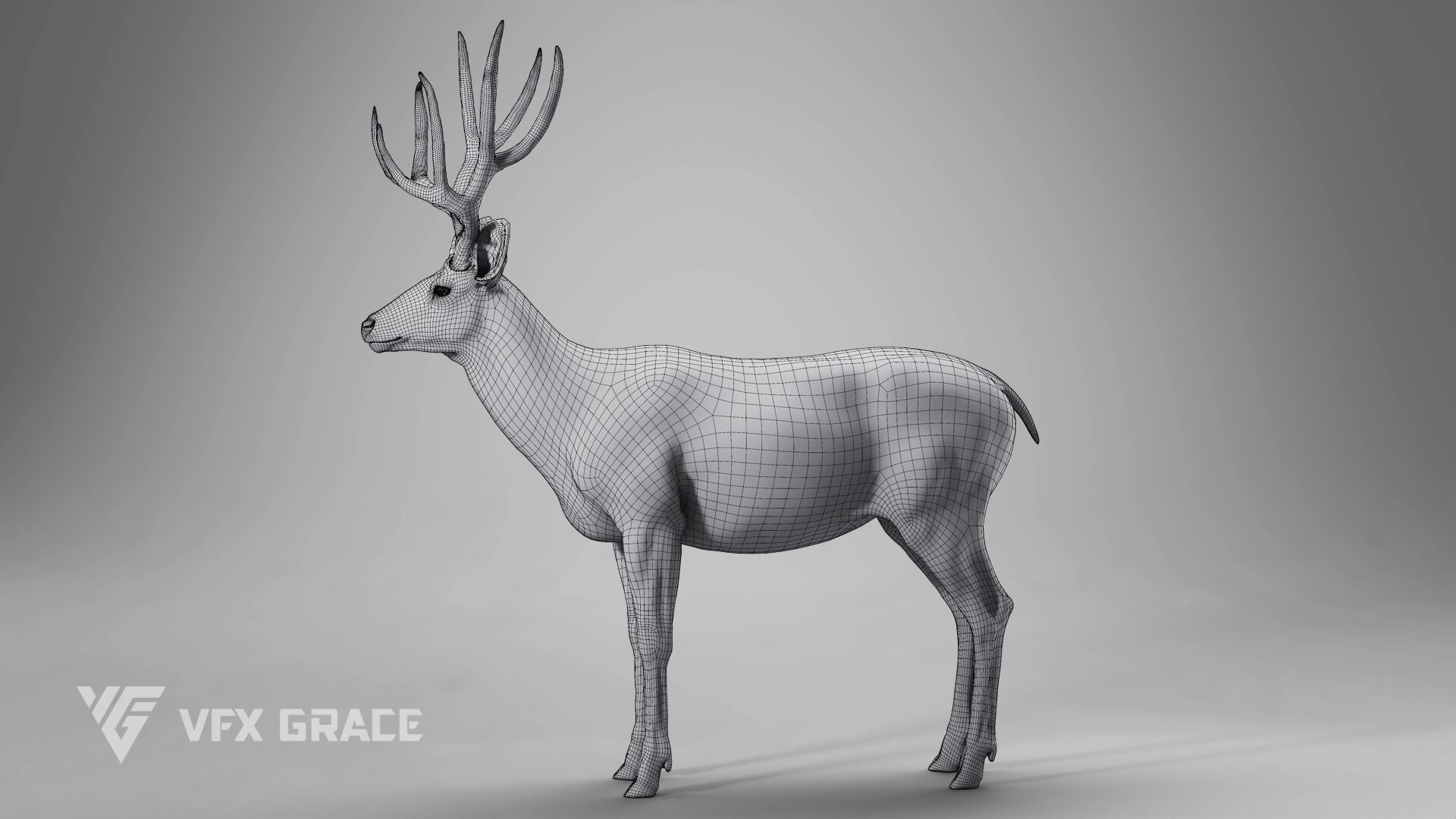 VFX models - Mule Deer Animated - MAYA Character Asset