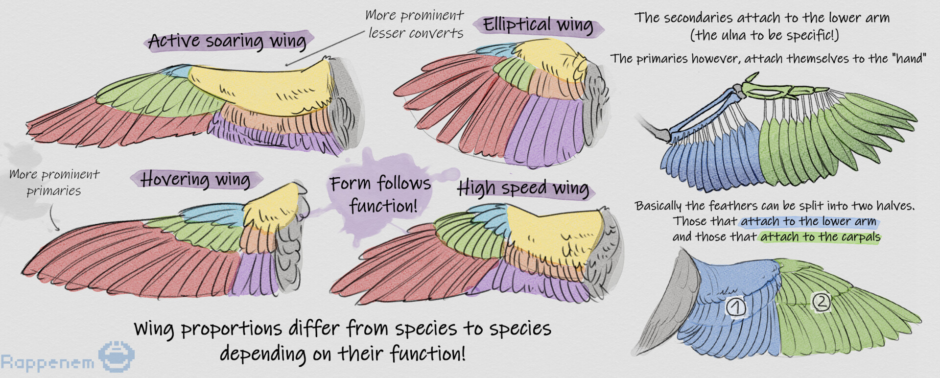 bird wing drawing tutorial