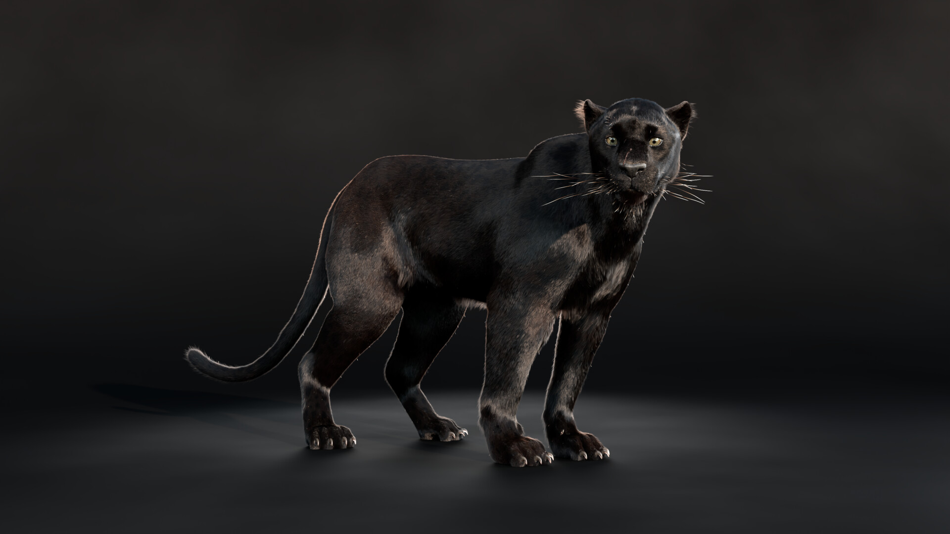 ArtStation - CG Black Leopard