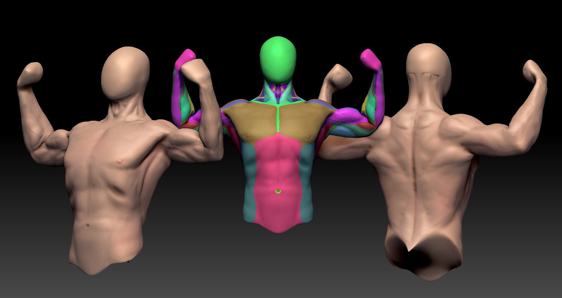 ArtStation - chest and arms study