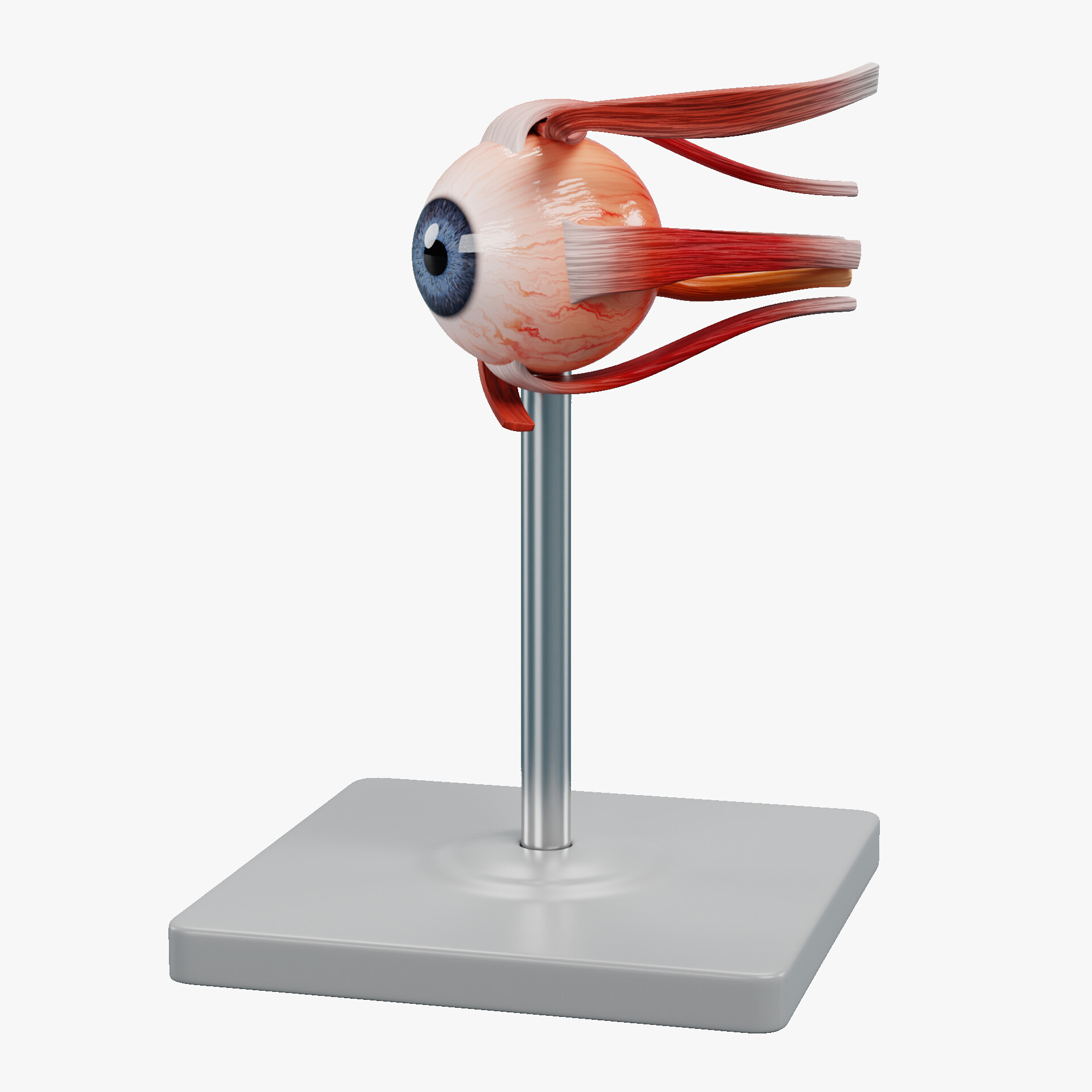 ArtStation - Anatomical 3D Model of Human Eye