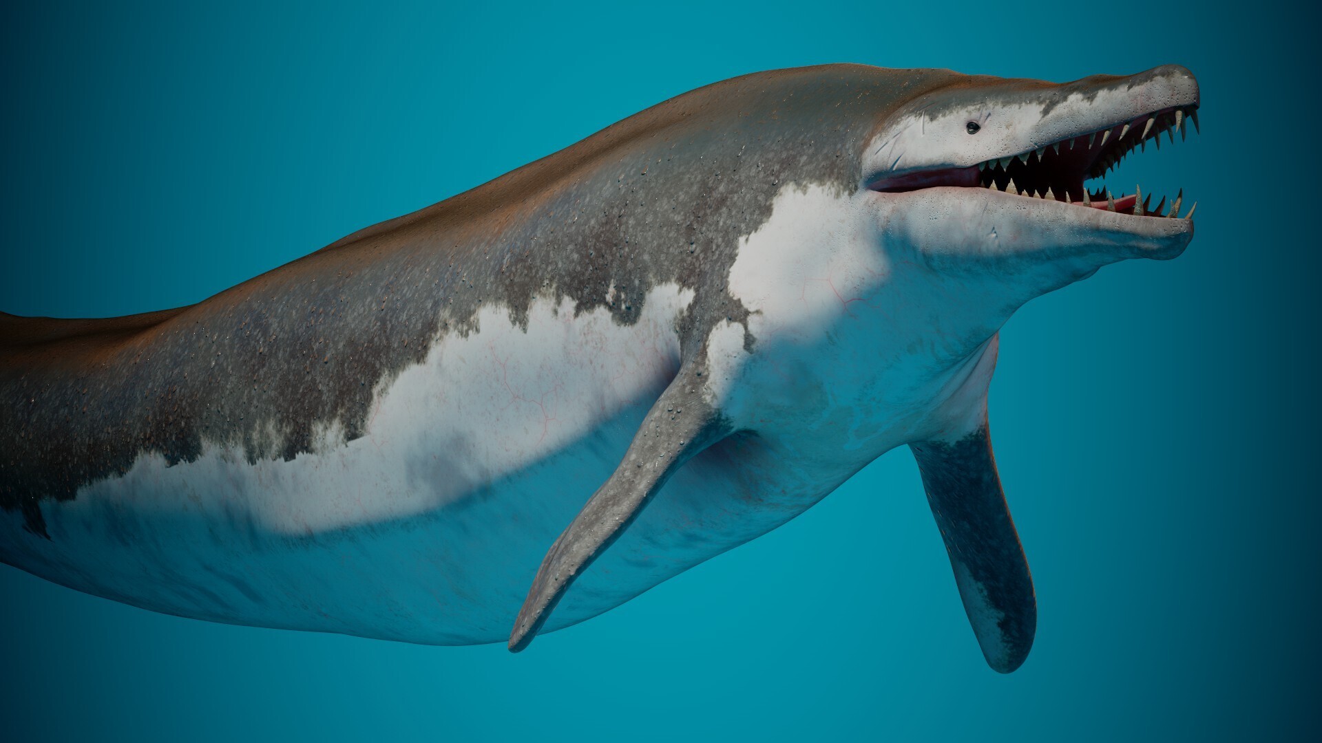Megalodon Versus Basilosaurus Megalodon Size: How Big Was The