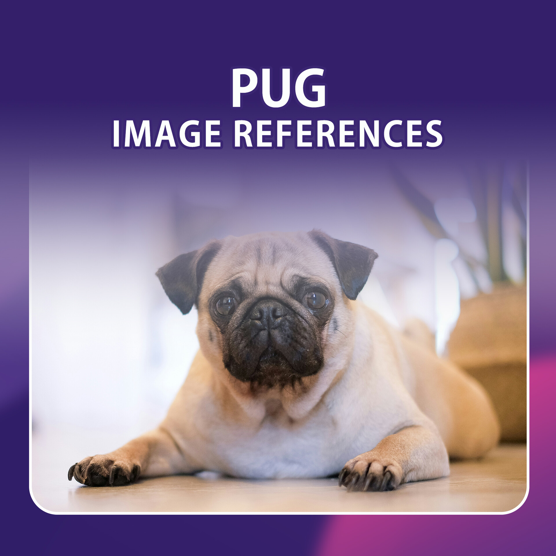 ArtStation - 400 Pug Image Reference – Vol 1