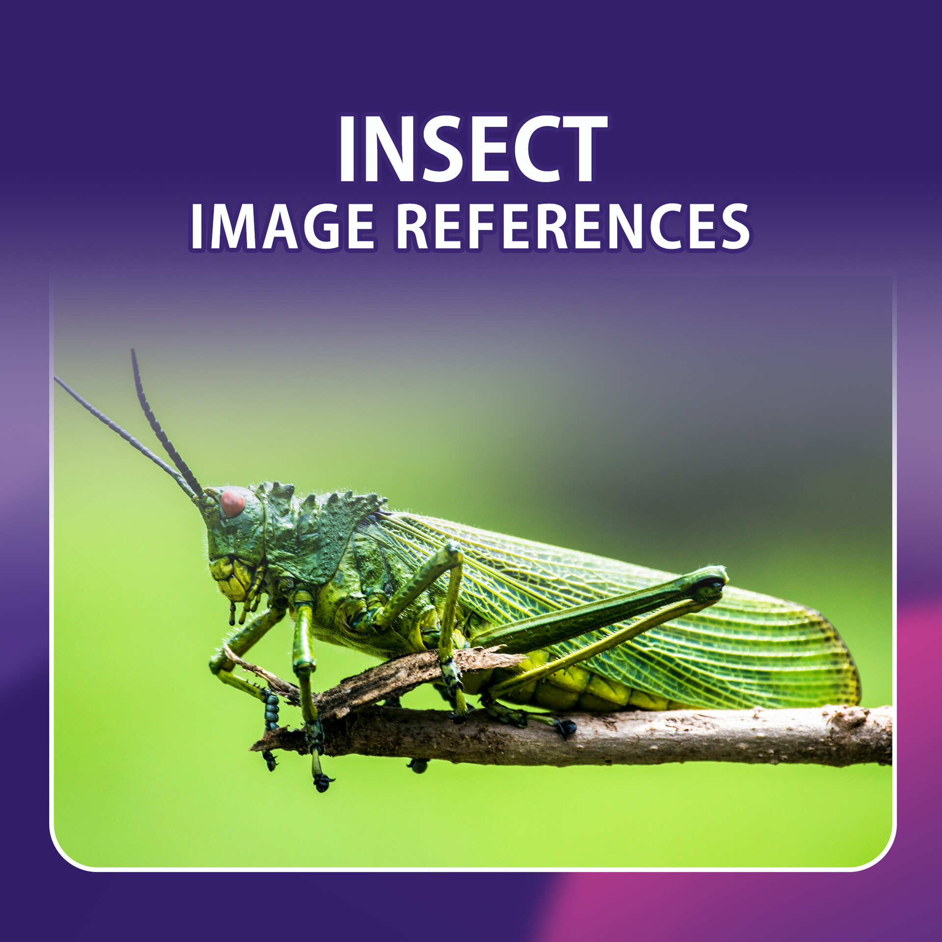 ArtStation - 400 Insect Image Reference – Vol 2