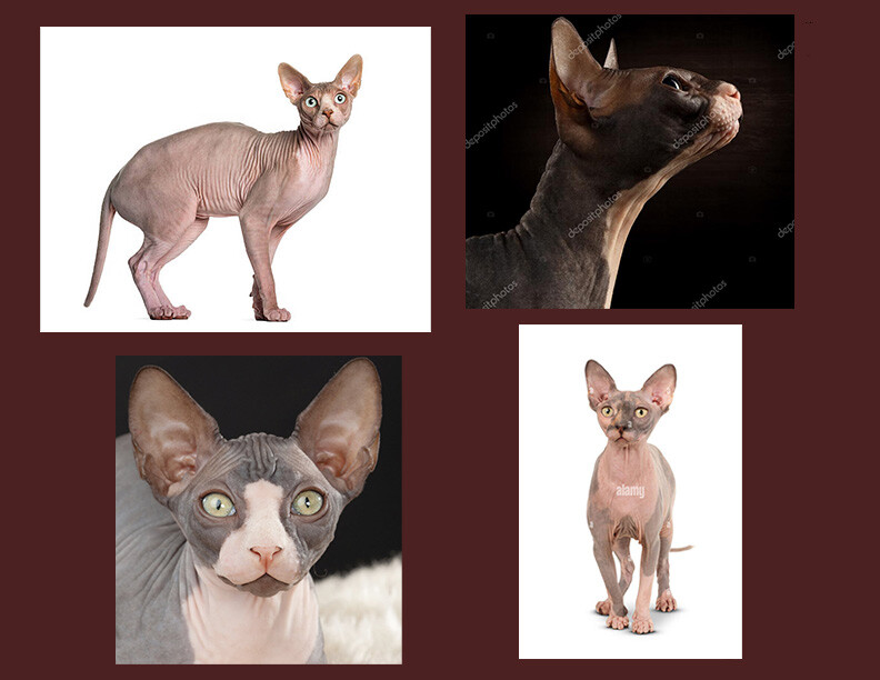 Rhiannon Inman - Sphynx Cat