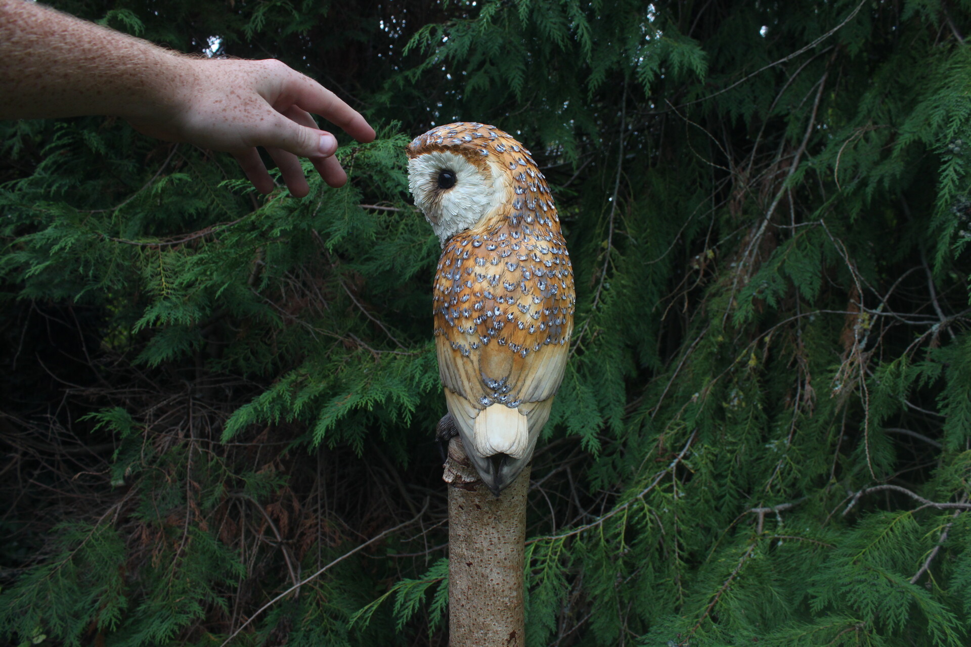 Jamie Lord - Barn Owl paper sculpture