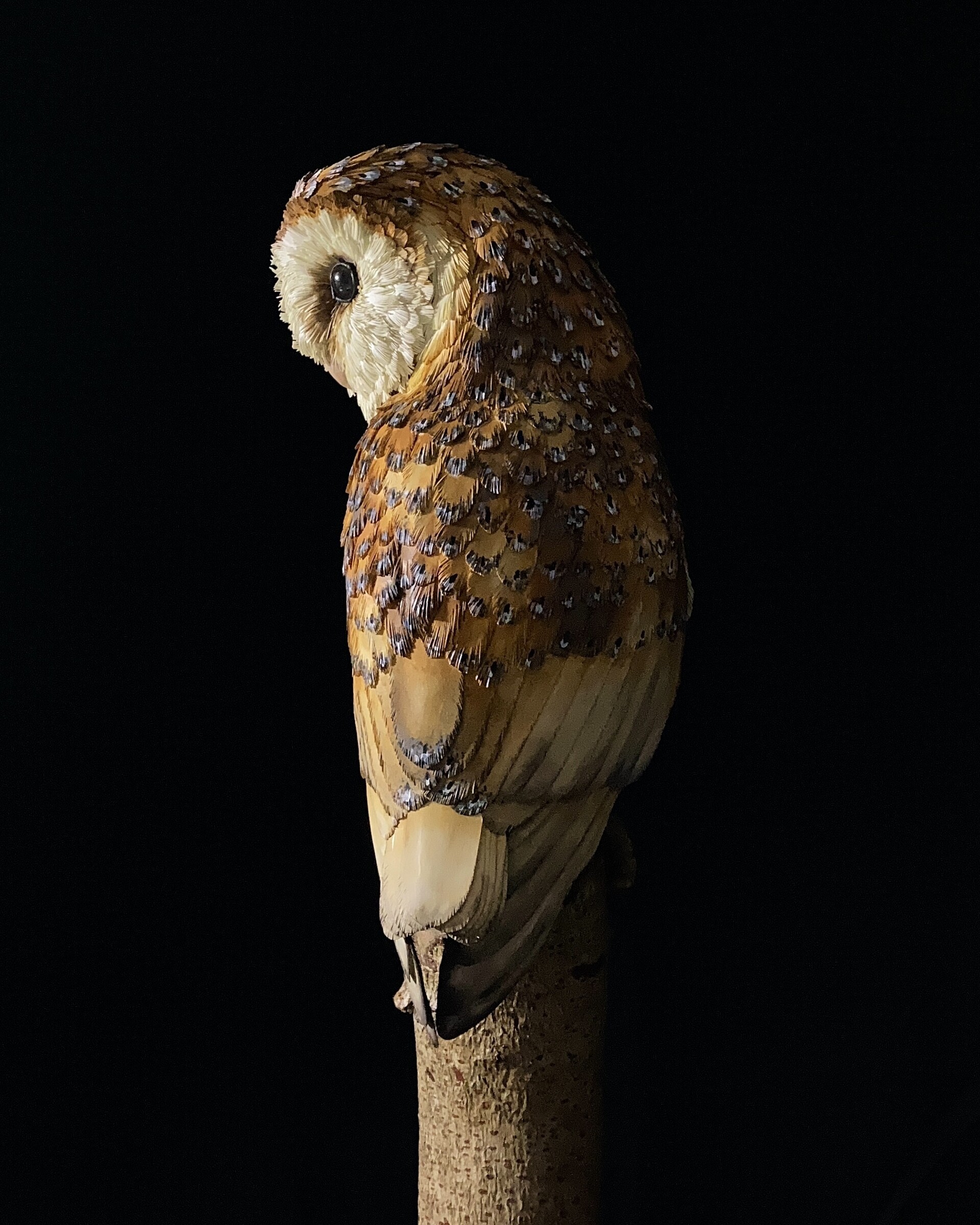 Jamie Lord - Barn Owl paper sculpture