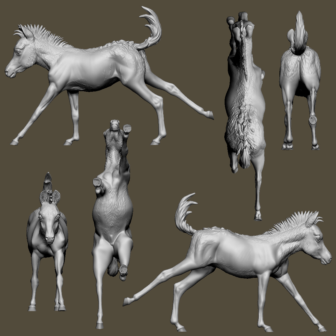 Bee Merrell - Moti the Zebra foal