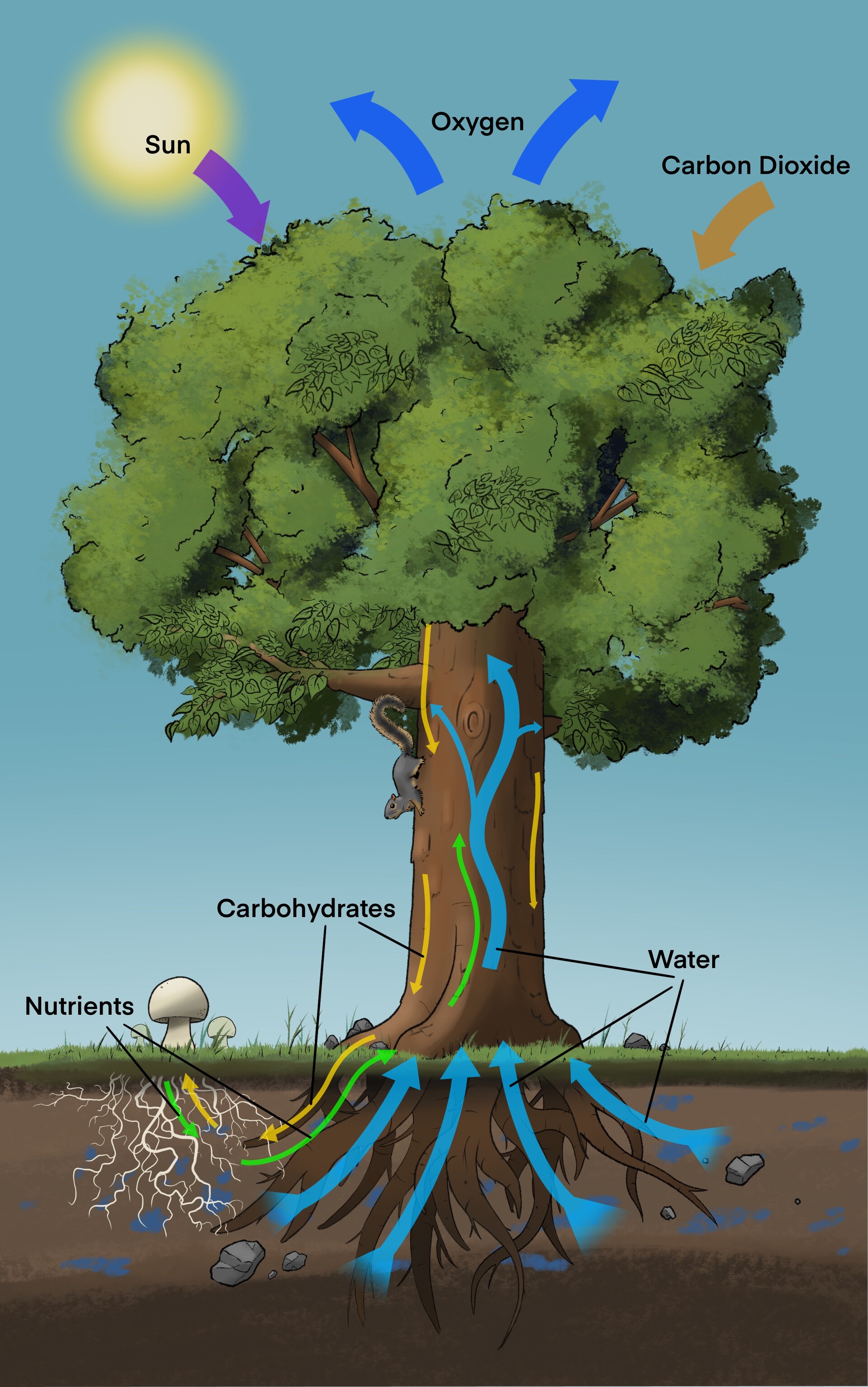 ArtStation - "How Do Trees Grow?" Field Trip Journal Illustration