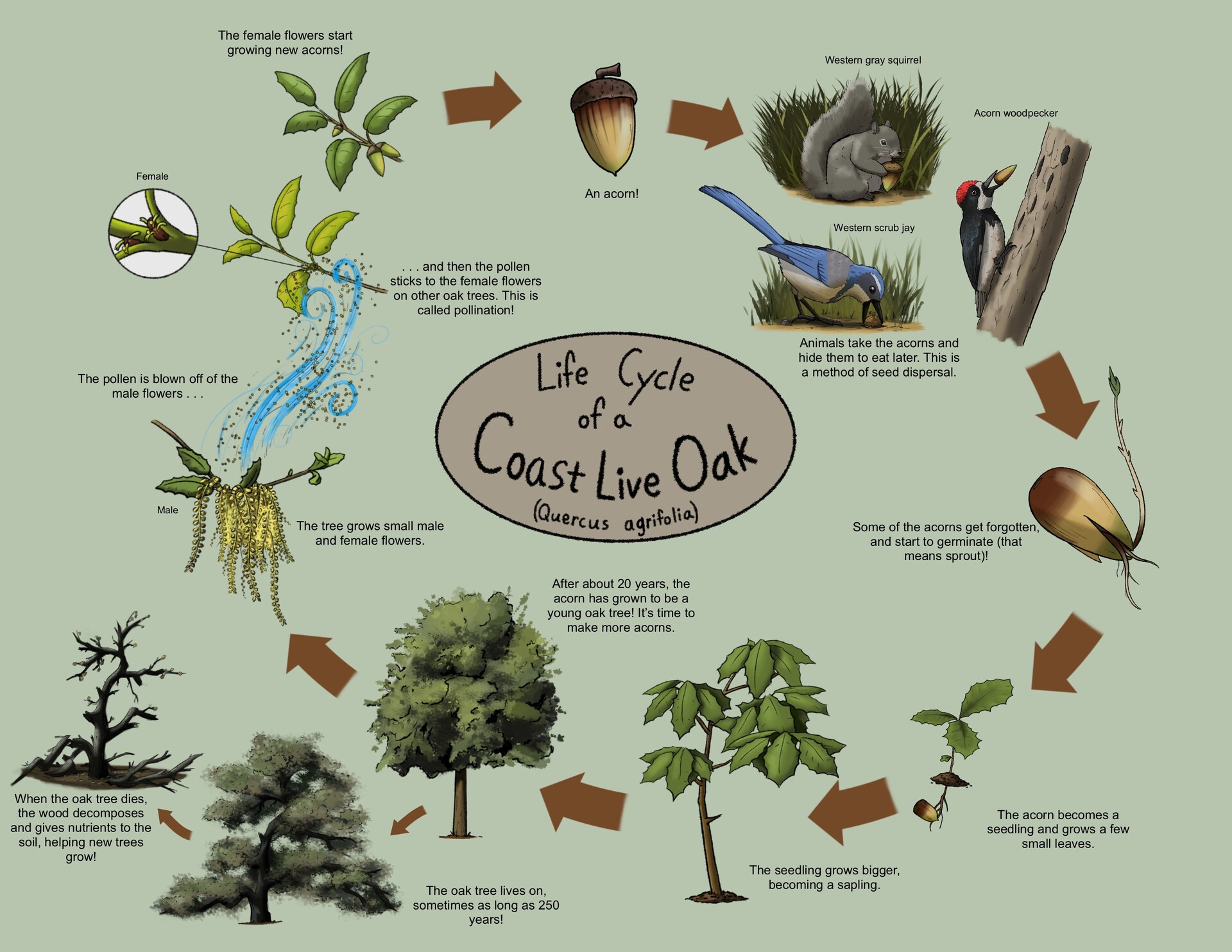 ArtStation - Life Cycle of a Coast Live Oak - Field Trip Journal ...