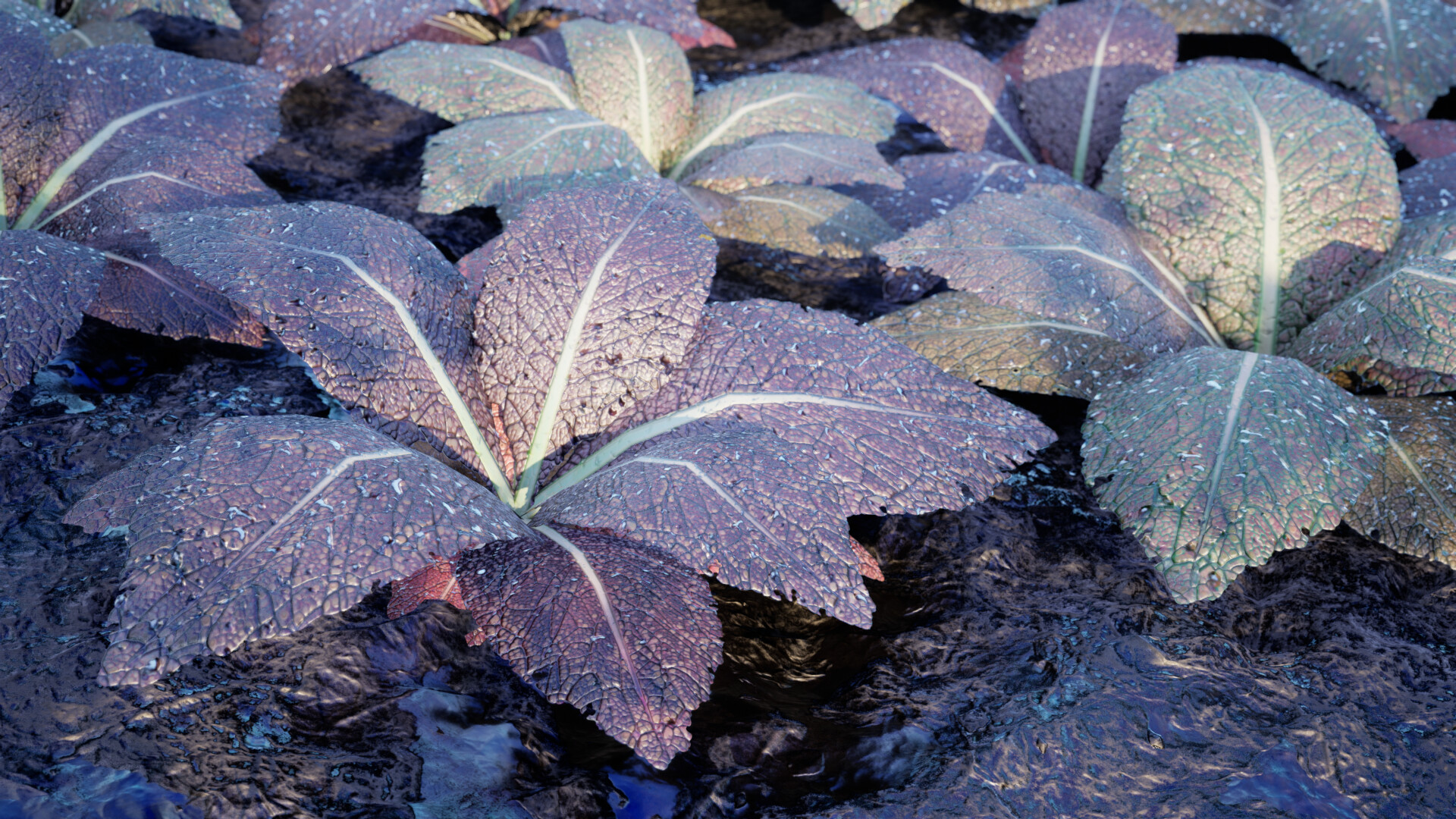 Tom Cade - Foliage Practice