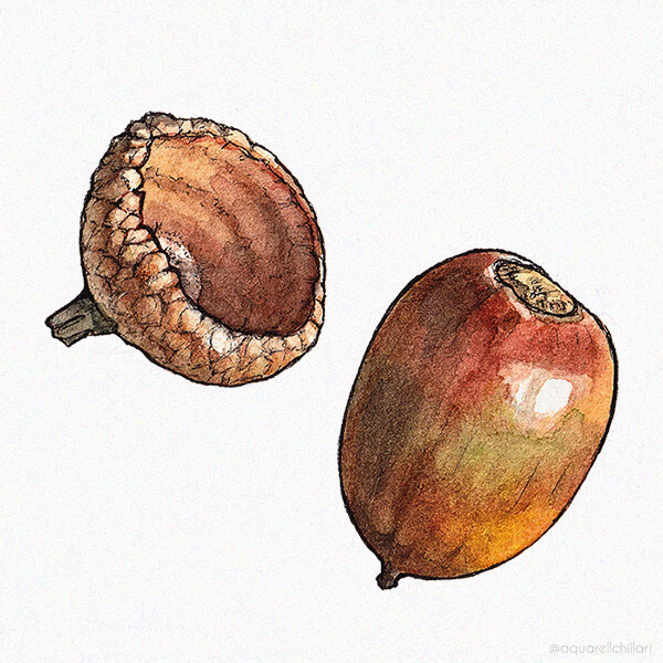 ArtStation - Watercolor Acorn Series - 3rd